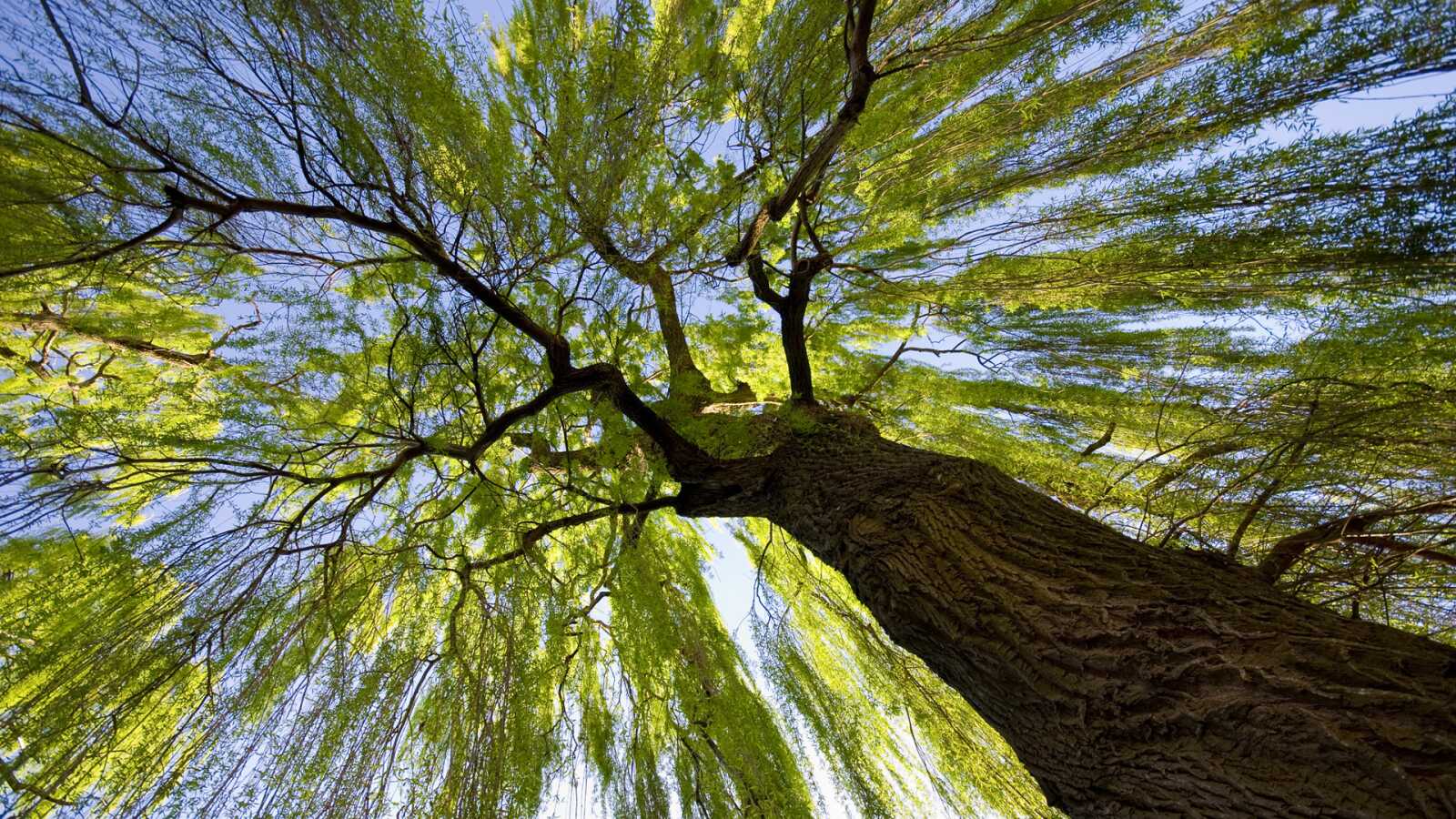 Willow Tree Wallpapers (47 images) - WallpaperCat