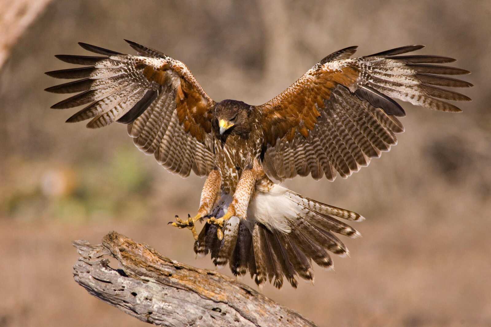 Hawk Wallpapers (46 images) - WallpaperCat