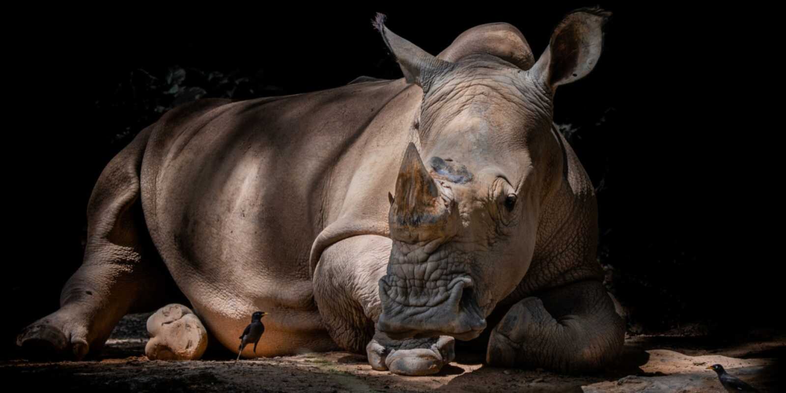 Rhino Wallpapers (66 images) - WallpaperCat