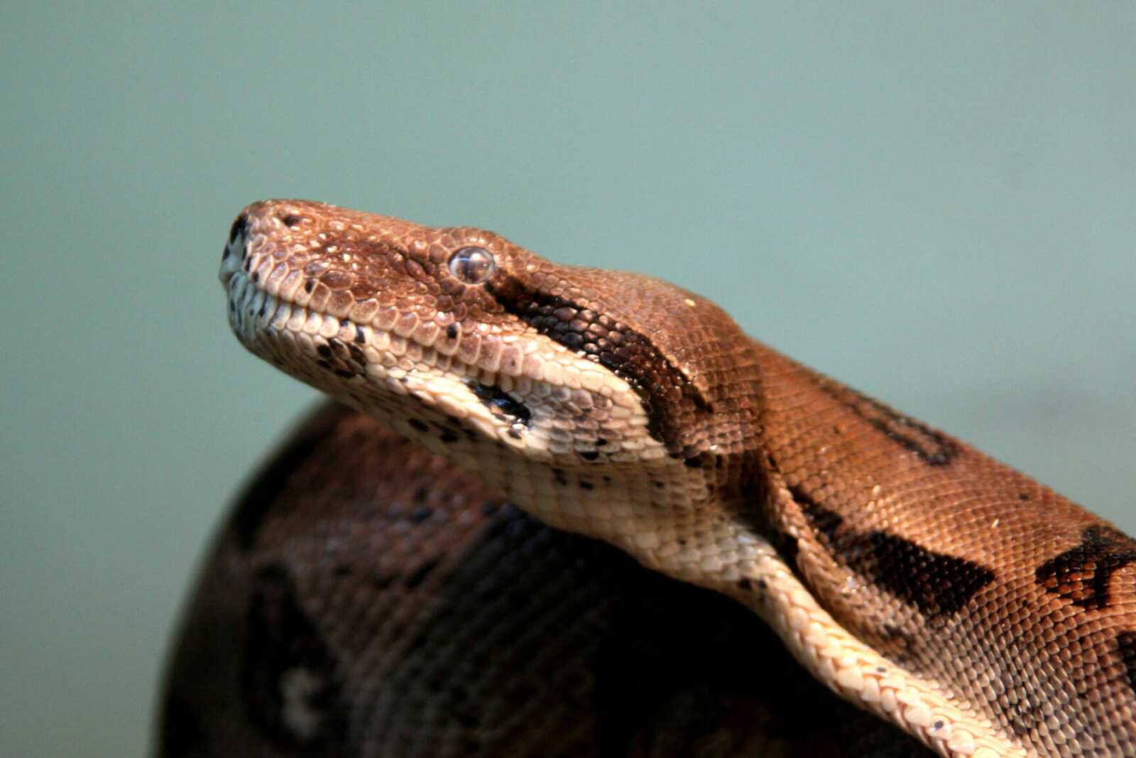 Python (Snake) Wallpapers (34 images) - WallpaperCat