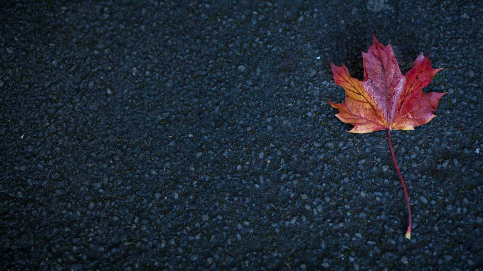 Maple Leaf Wallpapers (112 images) - WallpaperCat