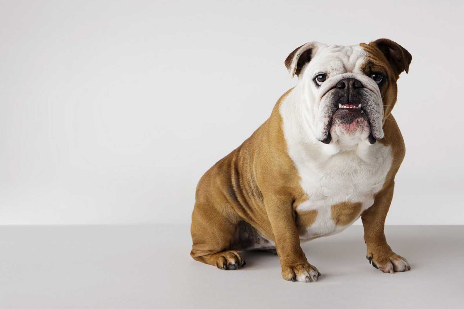 Bulldog Wallpapers (42 images) - WallpaperCat