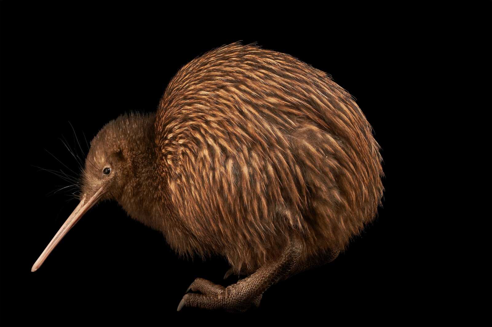 Kiwi (Bird) Wallpapers (22 images) - WallpaperCat