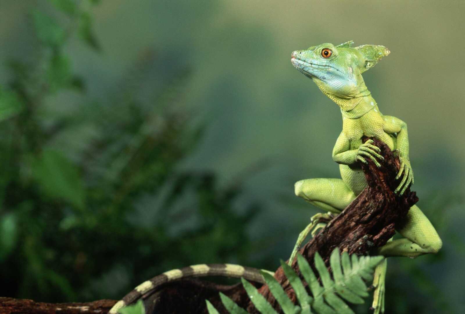 Lizard Wallpapers (56 images) - WallpaperCat