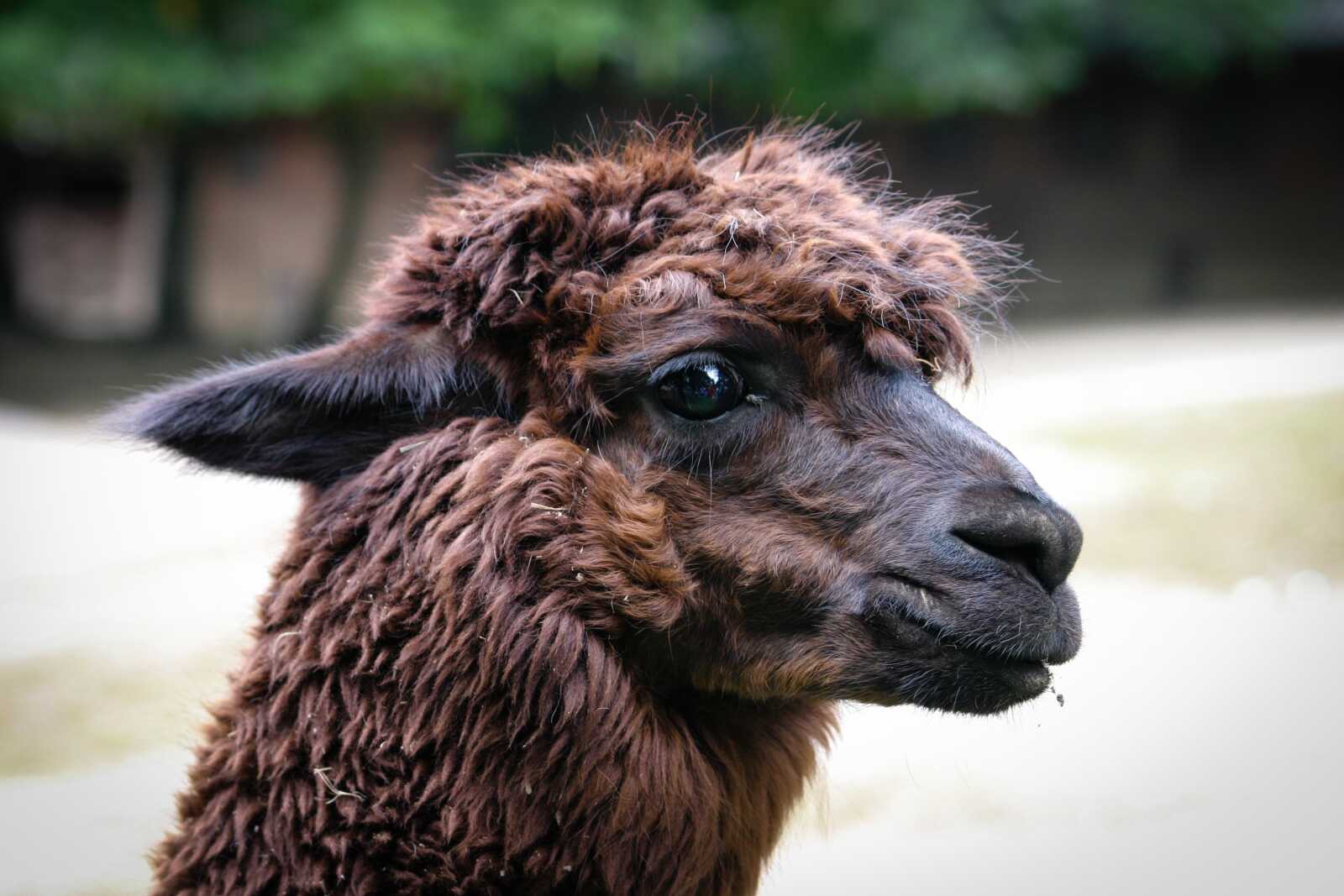 Alpaca Wallpapers (42 images) - WallpaperCat