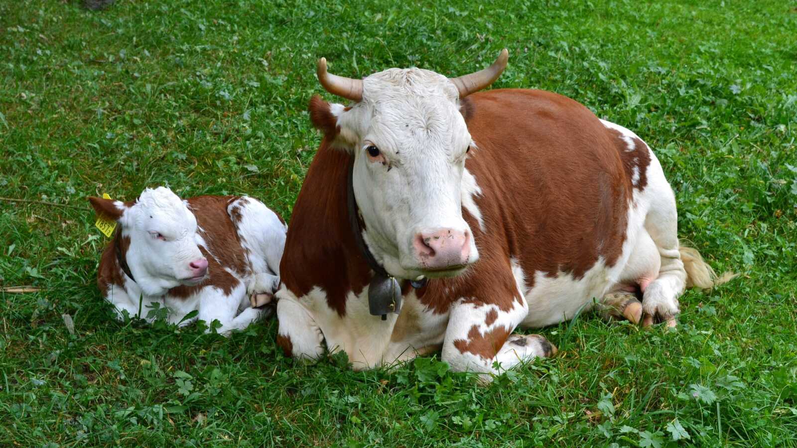Cow Wallpapers (58 images) - WallpaperCat