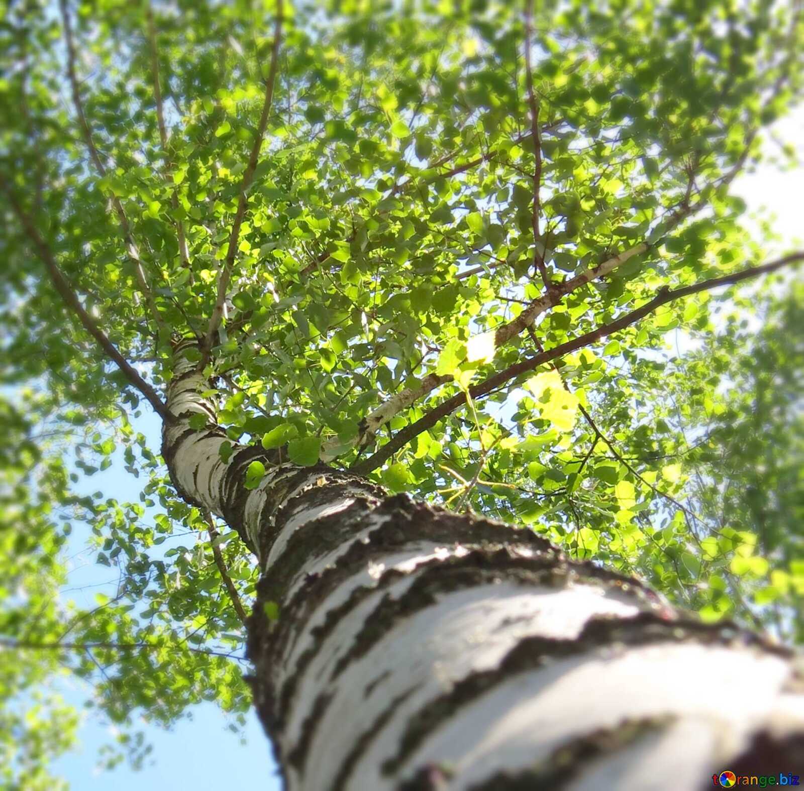 Birch Tree Wallpapers (94 images) - WallpaperCat