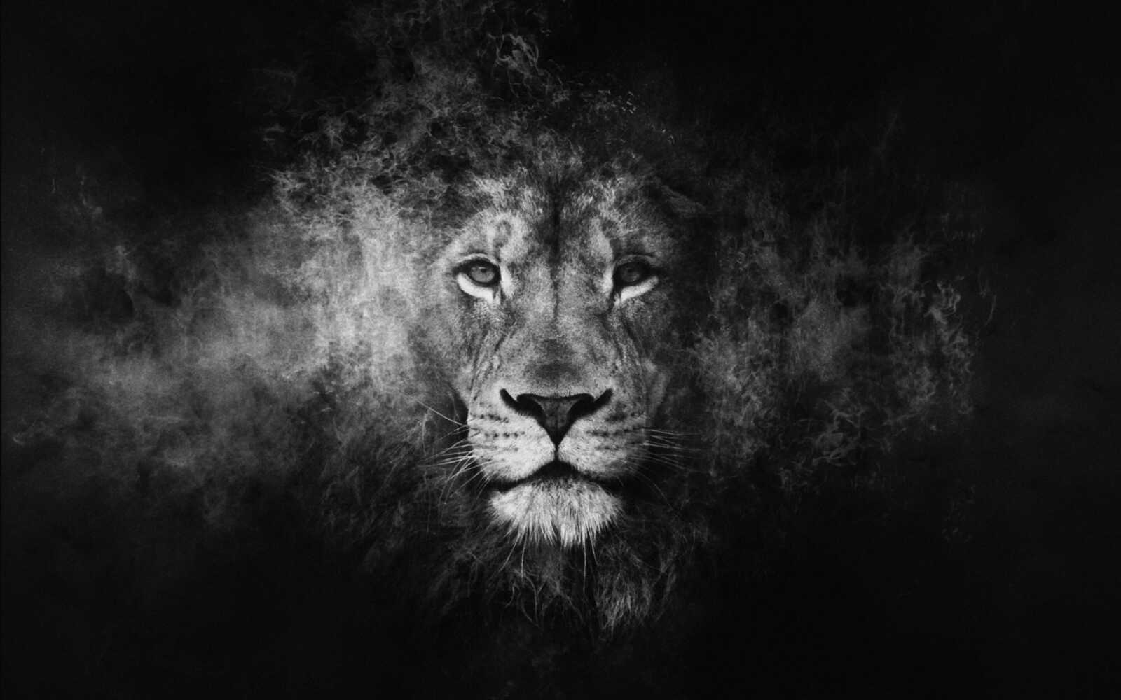 Lion Wallpapers (103 images) - WallpaperCat