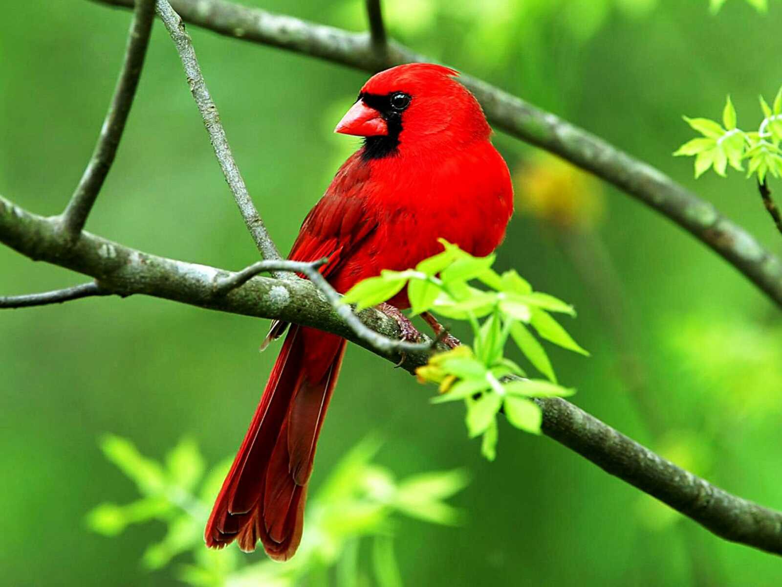 Bird Wallpapers (109 images) - WallpaperCat