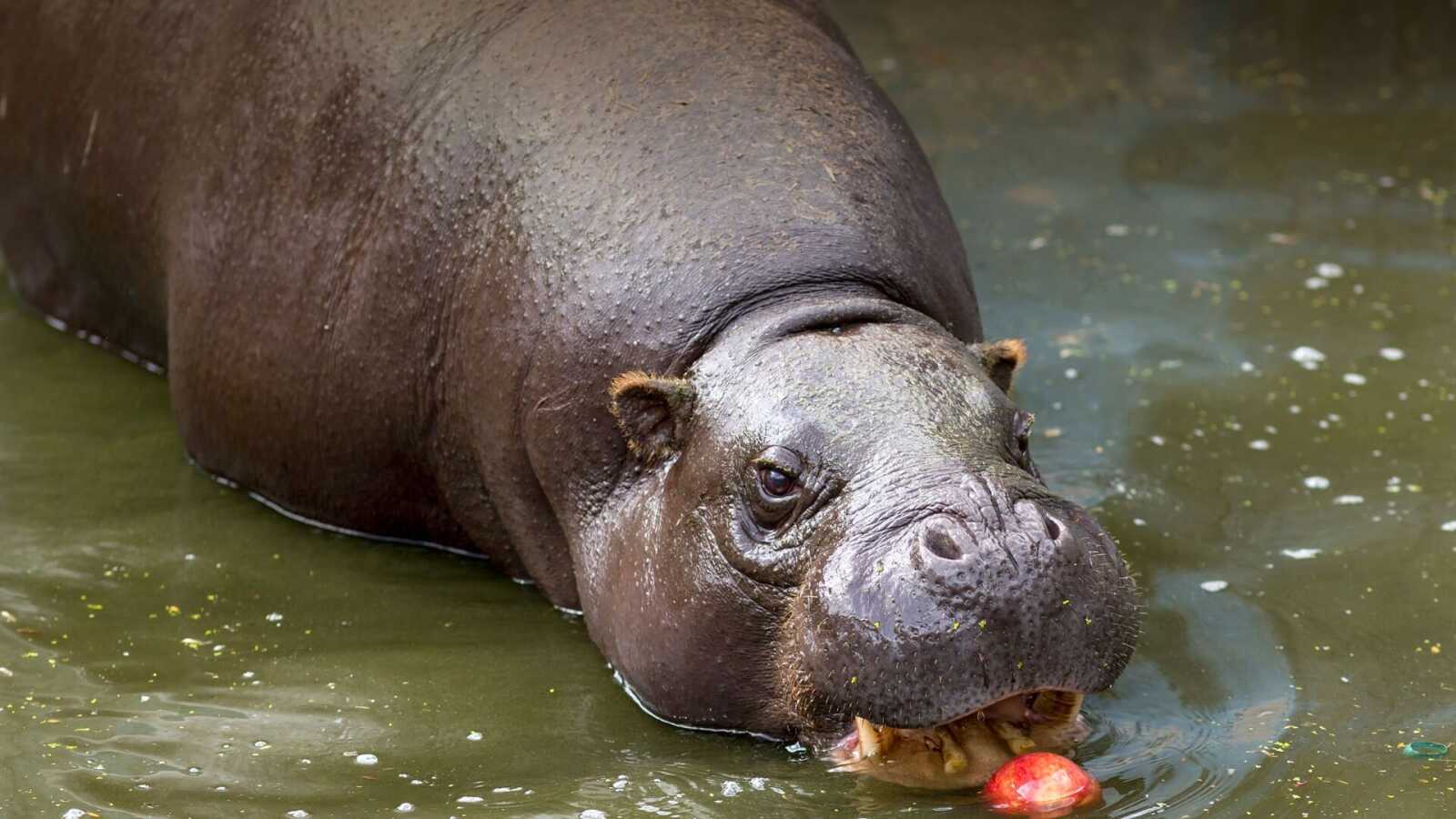 Hippopotamus Wallpapers (58 images) - WallpaperCat