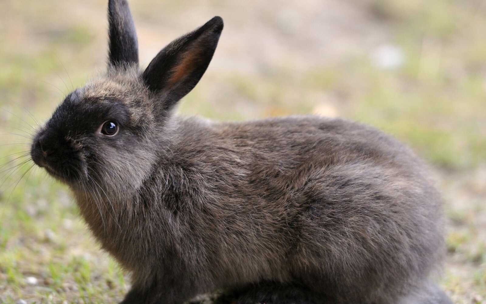 Rabbit Wallpapers (64 images) - WallpaperCat
