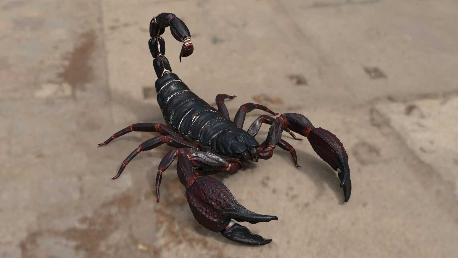 Scorpion (Animal) Wallpapers (30 images) - WallpaperCat