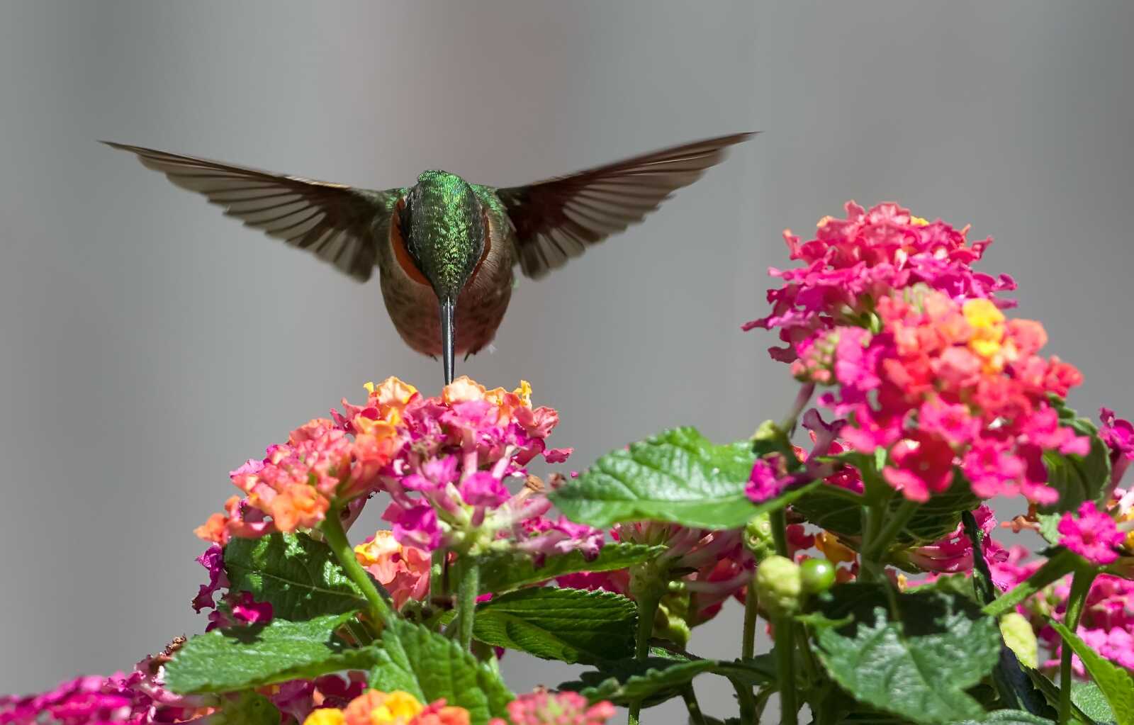 Hummingbird Wallpapers (51 images) - WallpaperCat