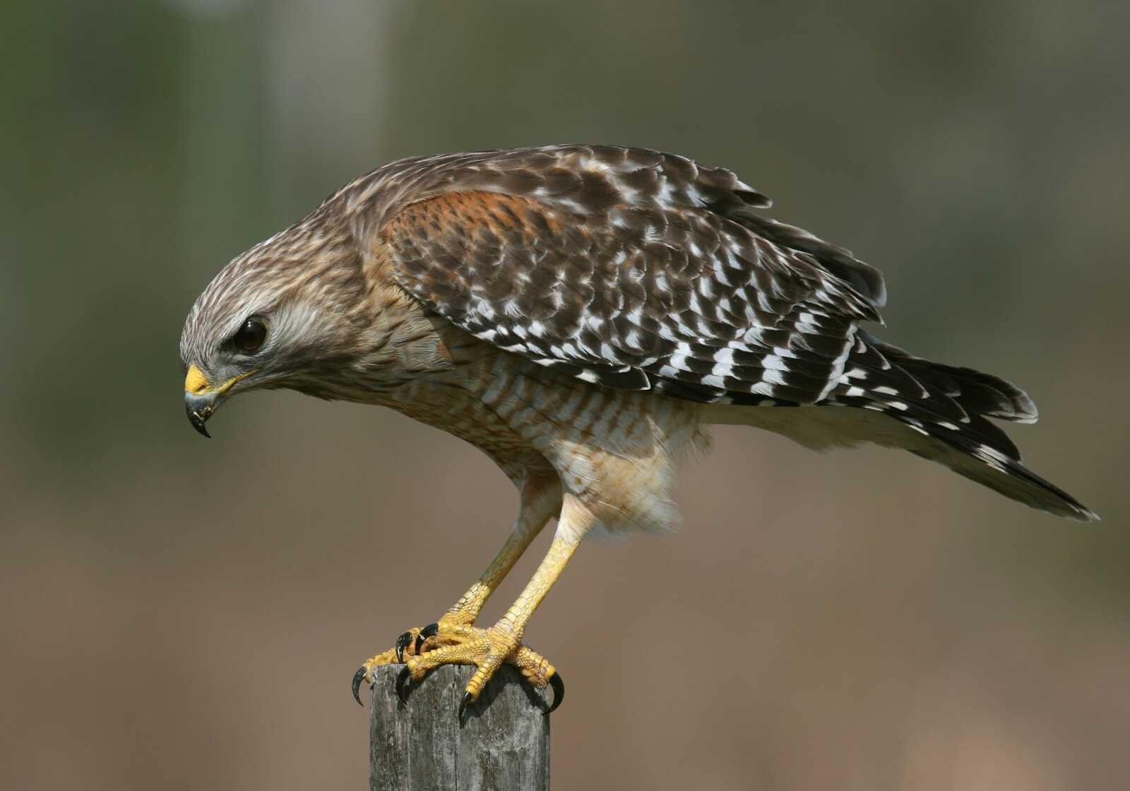 Hawk Wallpapers (46 images) - WallpaperCat