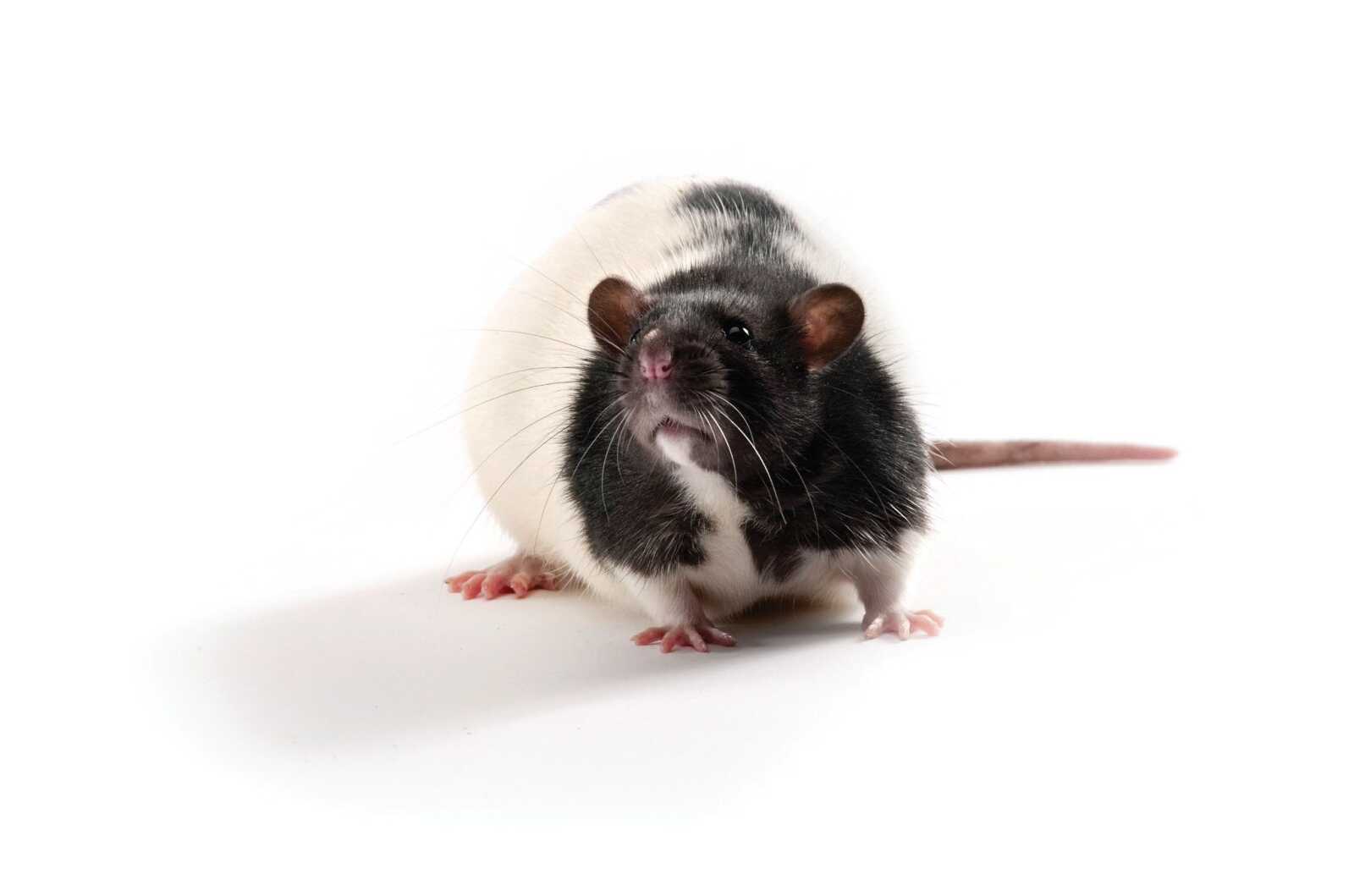 Rat Wallpapers (36 images) - WallpaperCat