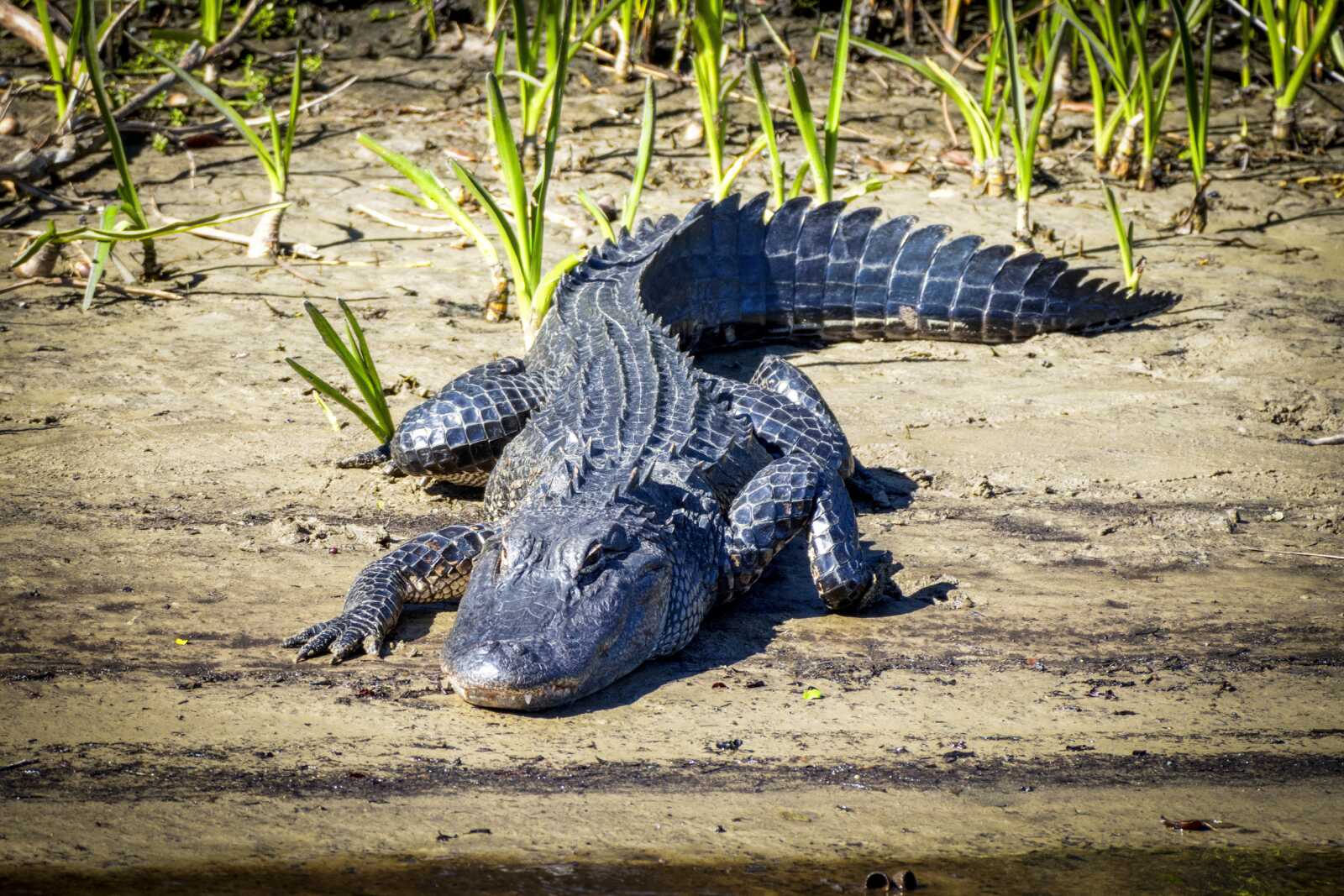 Alligator Wallpapers (27 images) - WallpaperCat