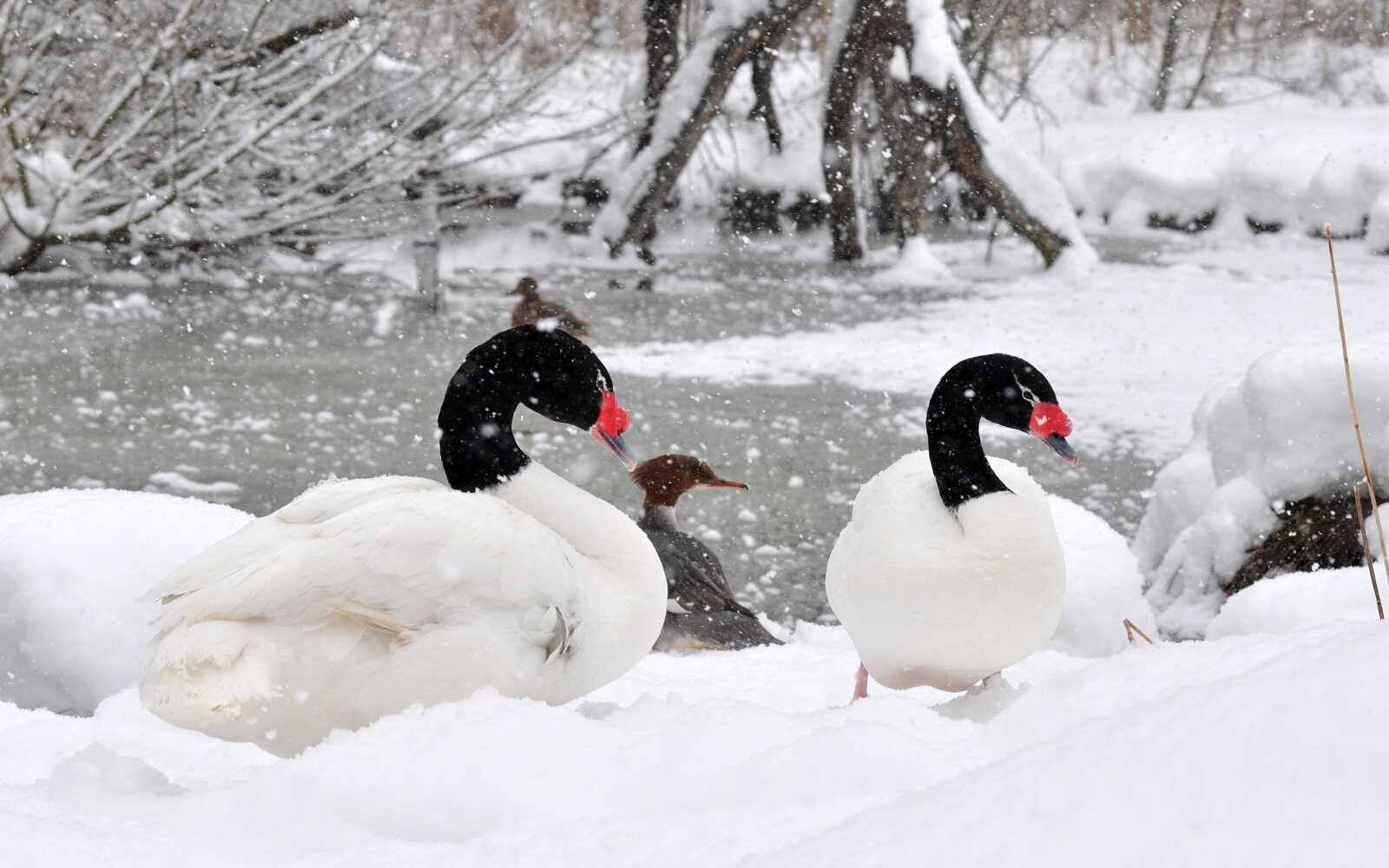 Goose Wallpapers (51 images) - WallpaperCat