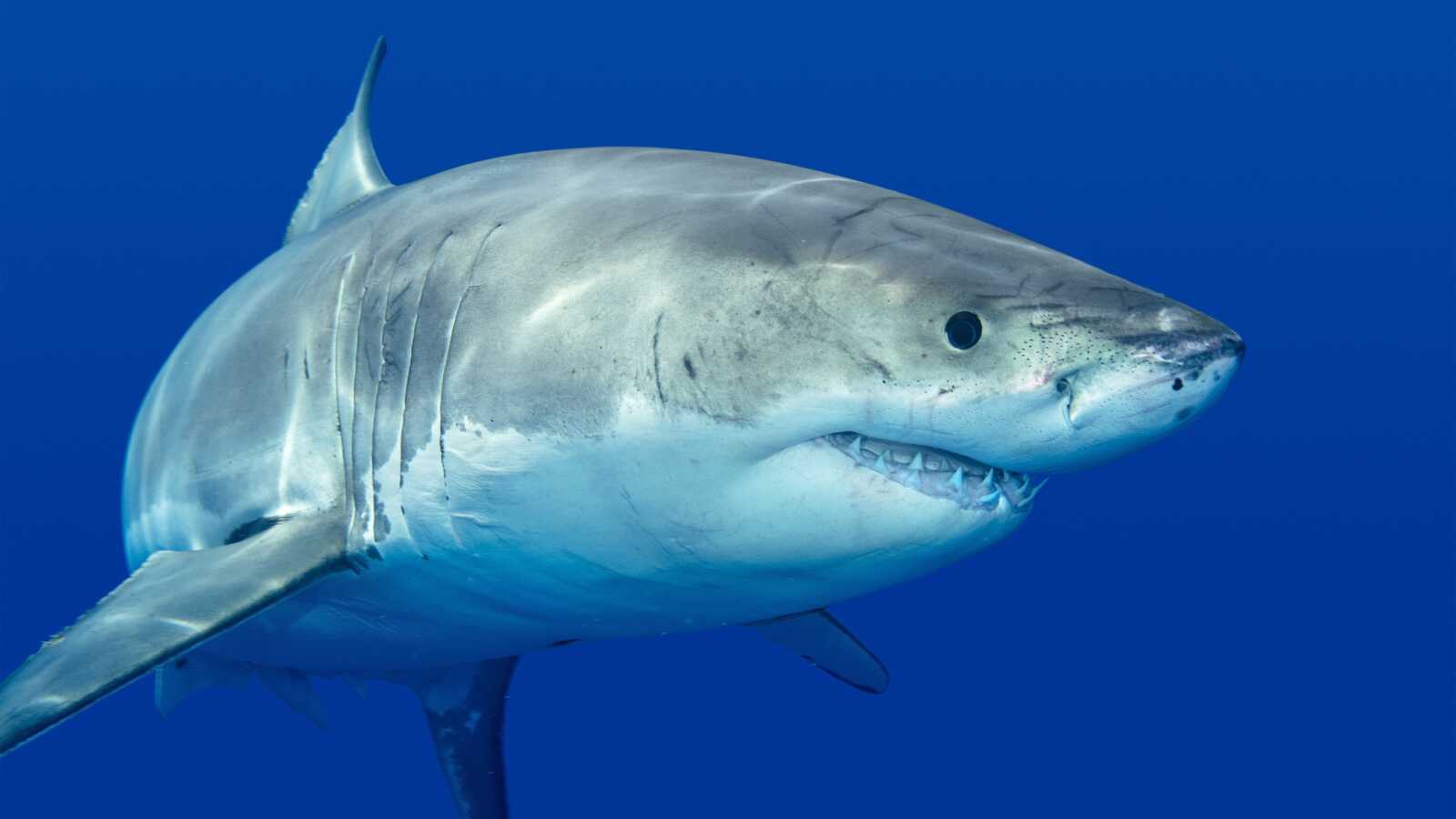 Shark Wallpapers (31 images) - WallpaperCat