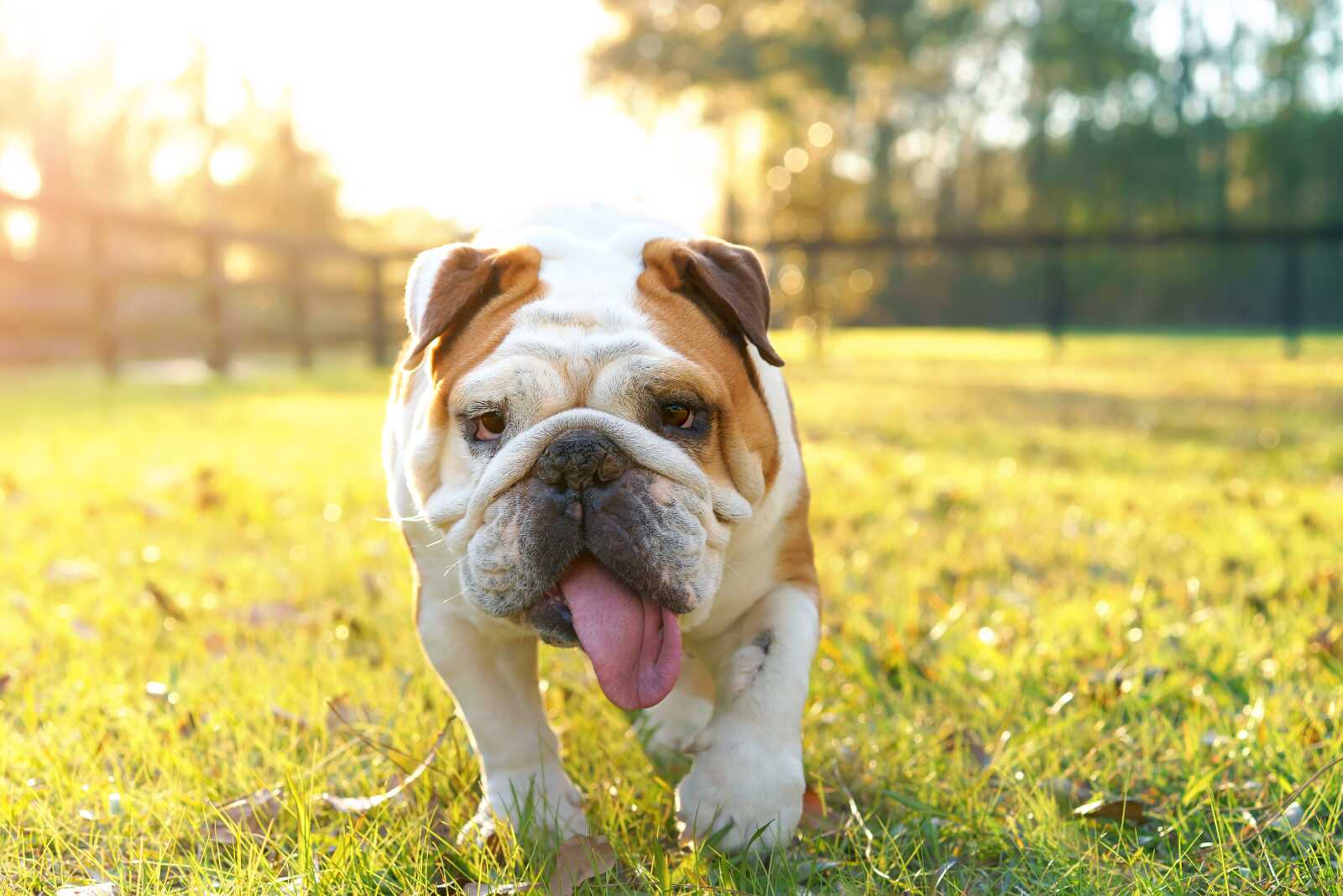 Bulldog Wallpapers (42 images) - WallpaperCat