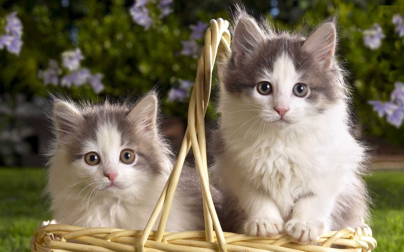 Kitten Wallpapers (115 images) - WallpaperCat