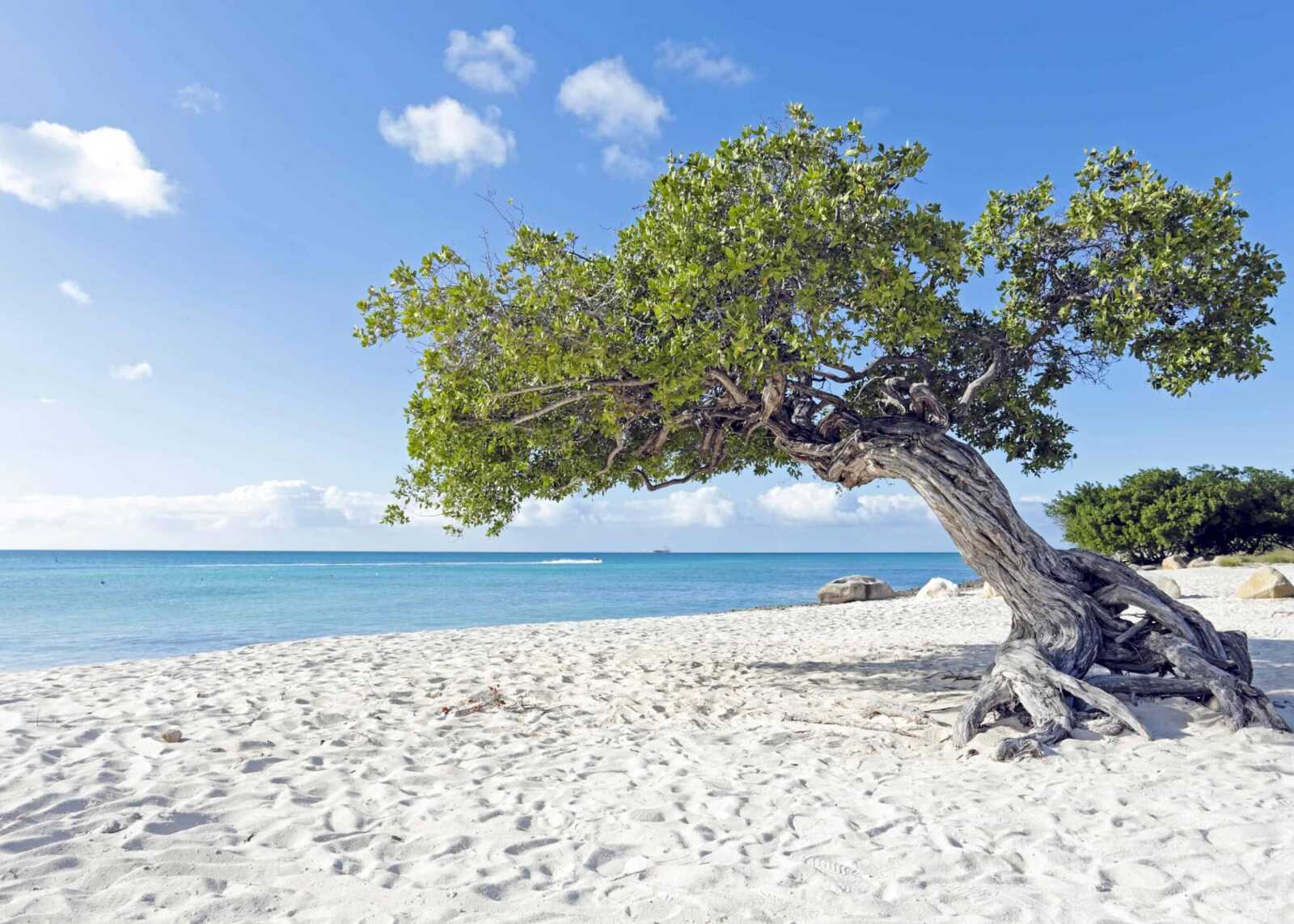 Aruba Island Wallpapers (39 images) - WallpaperCat