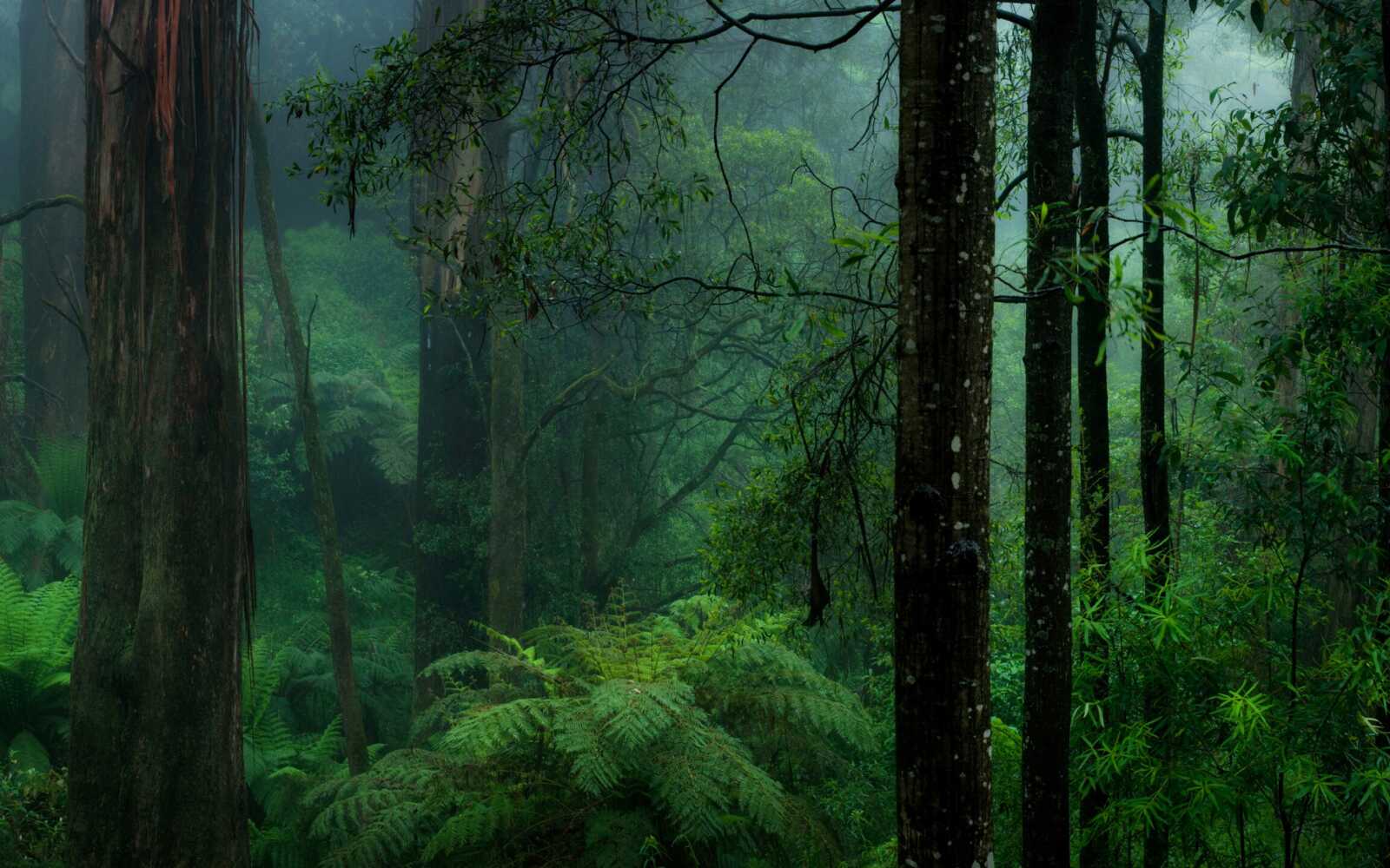 Rainforest Wallpapers (109 images) - WallpaperCat