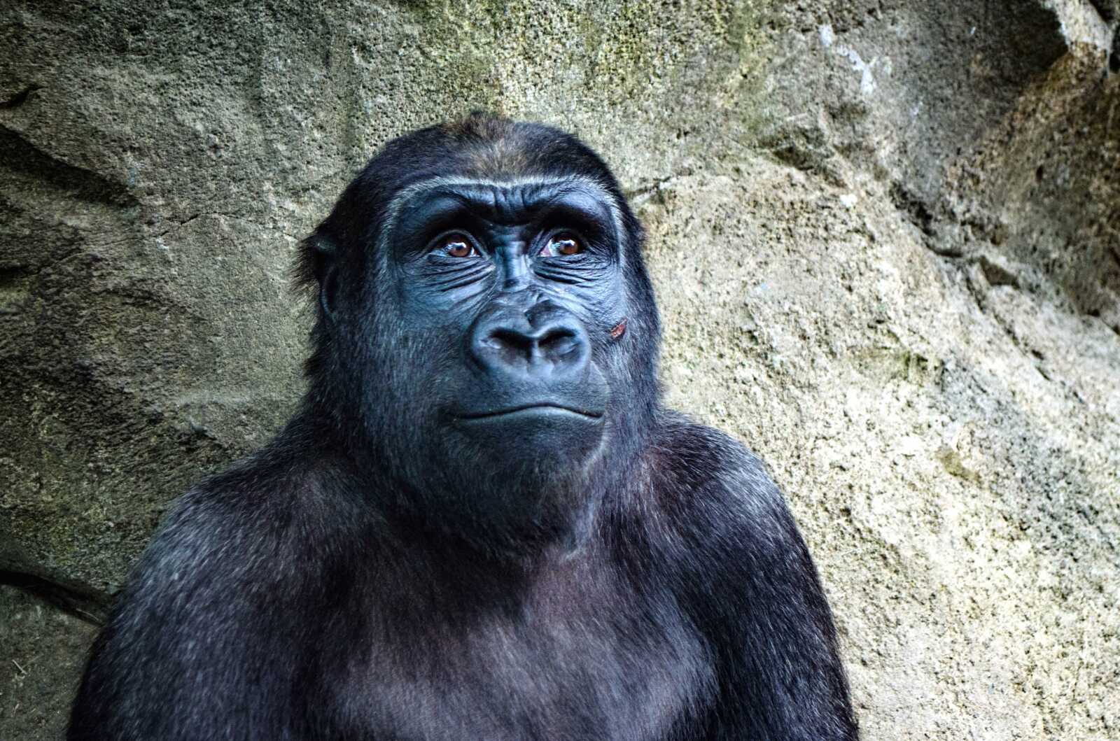 Monkey Wallpapers (60 images) - WallpaperCat