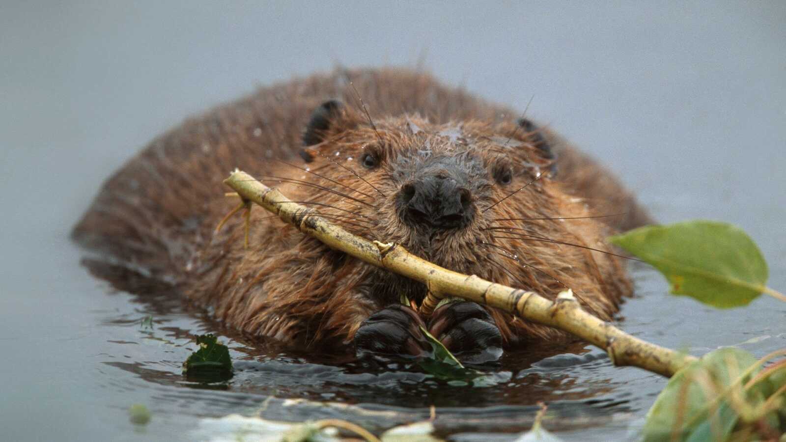 Beaver Wallpapers (43 images) - WallpaperCat