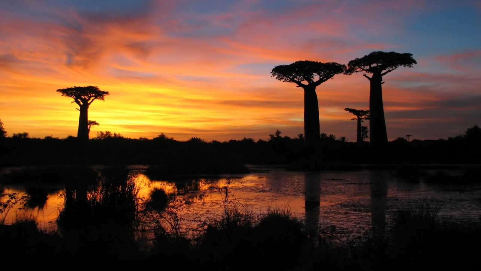 Madagascar Wallpapers (22 images) - WallpaperCat