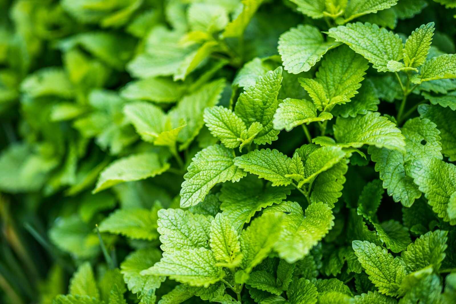 Mint Plant Wallpapers (44 images) - WallpaperCat