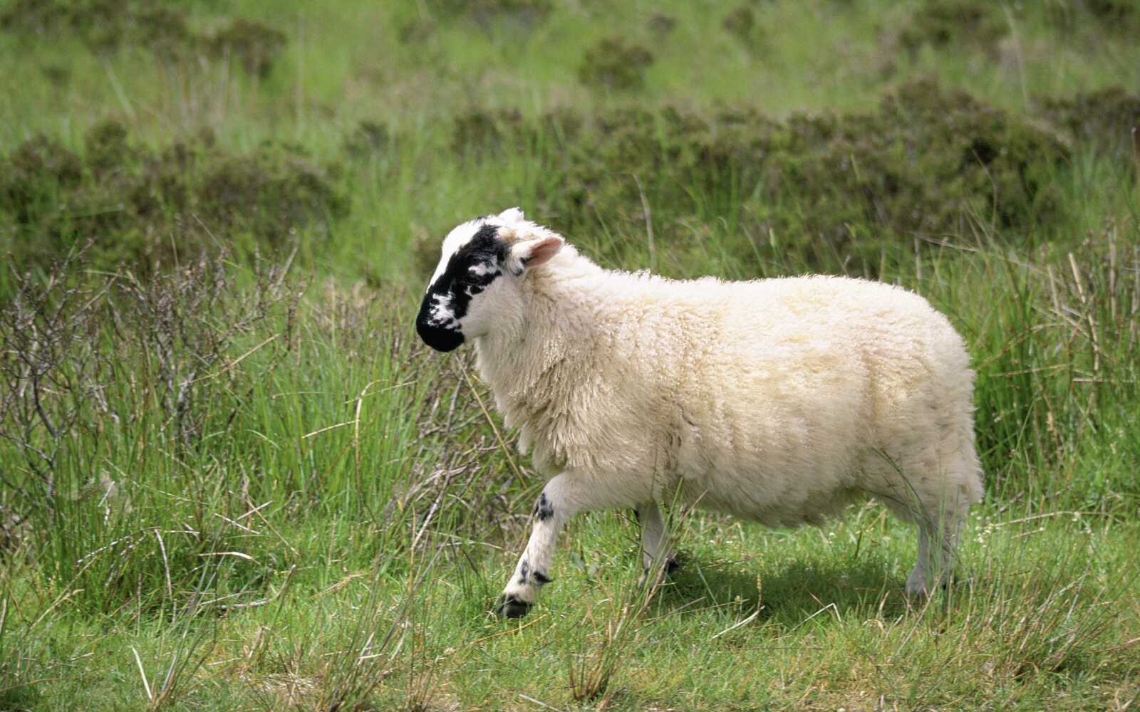 Sheep Wallpapers (54 images) - WallpaperCat