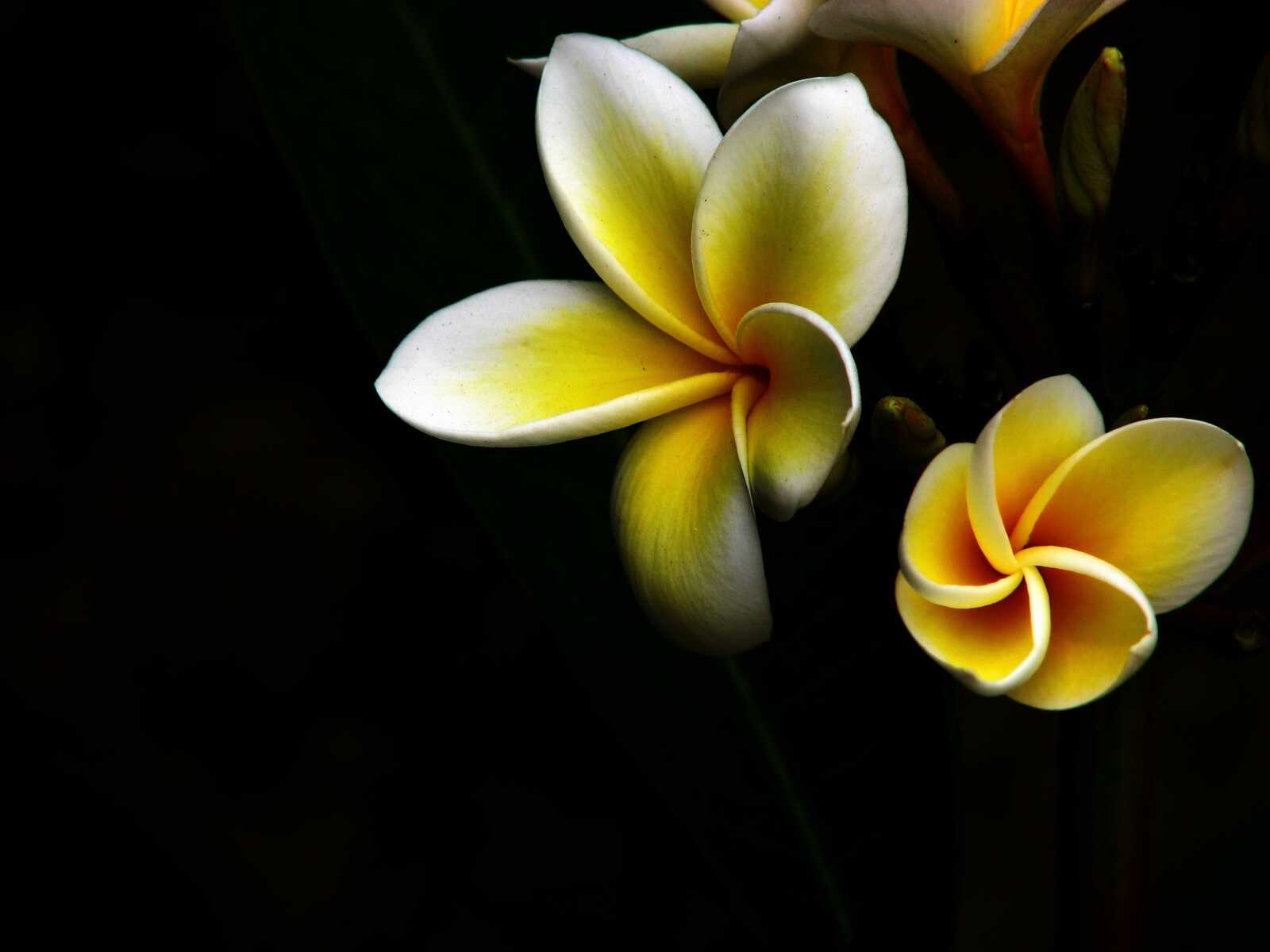 Frangipani Flower Wallpapers (81 images) - WallpaperCat