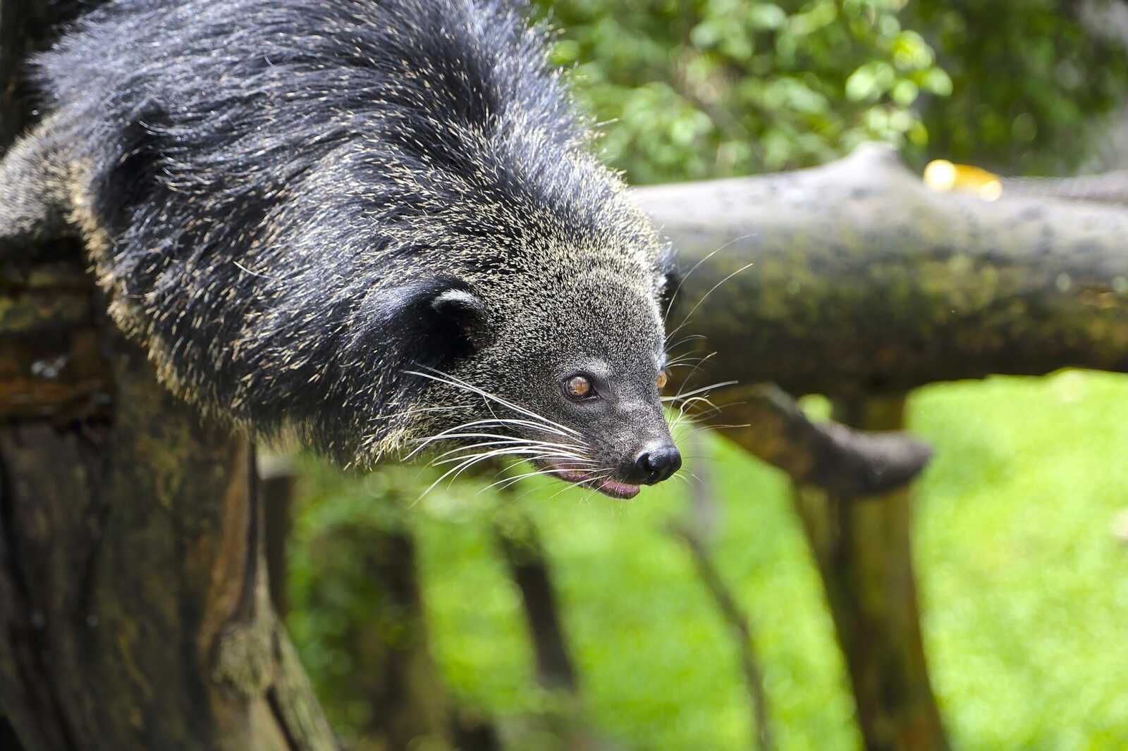Binturong Wallpapers (35 images) - WallpaperCat