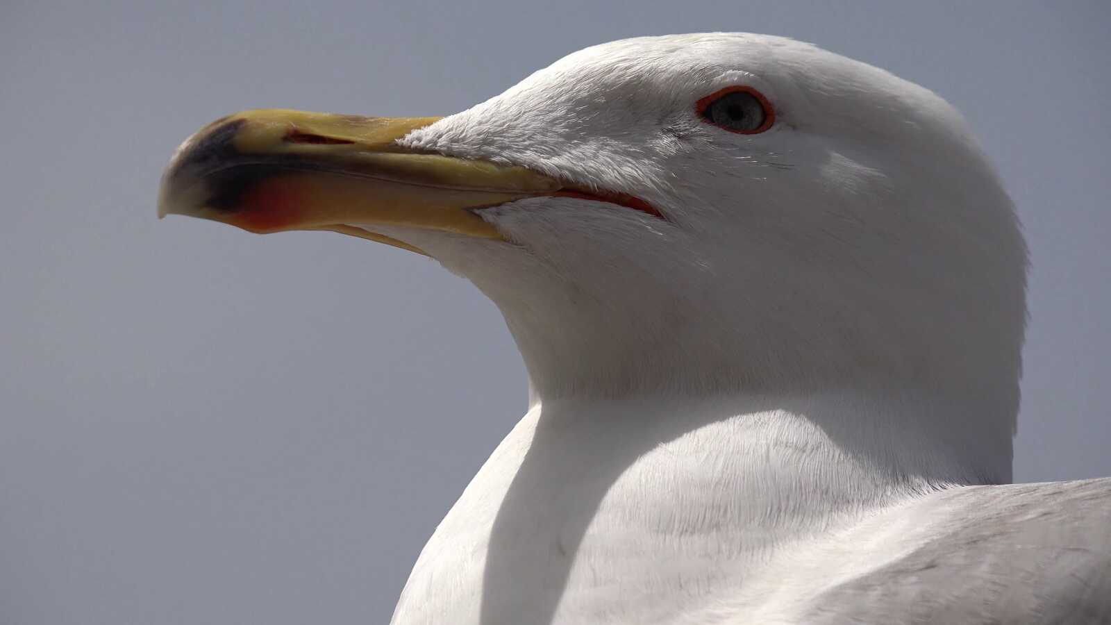 Seagull Wallpapers (46 images) - WallpaperCat