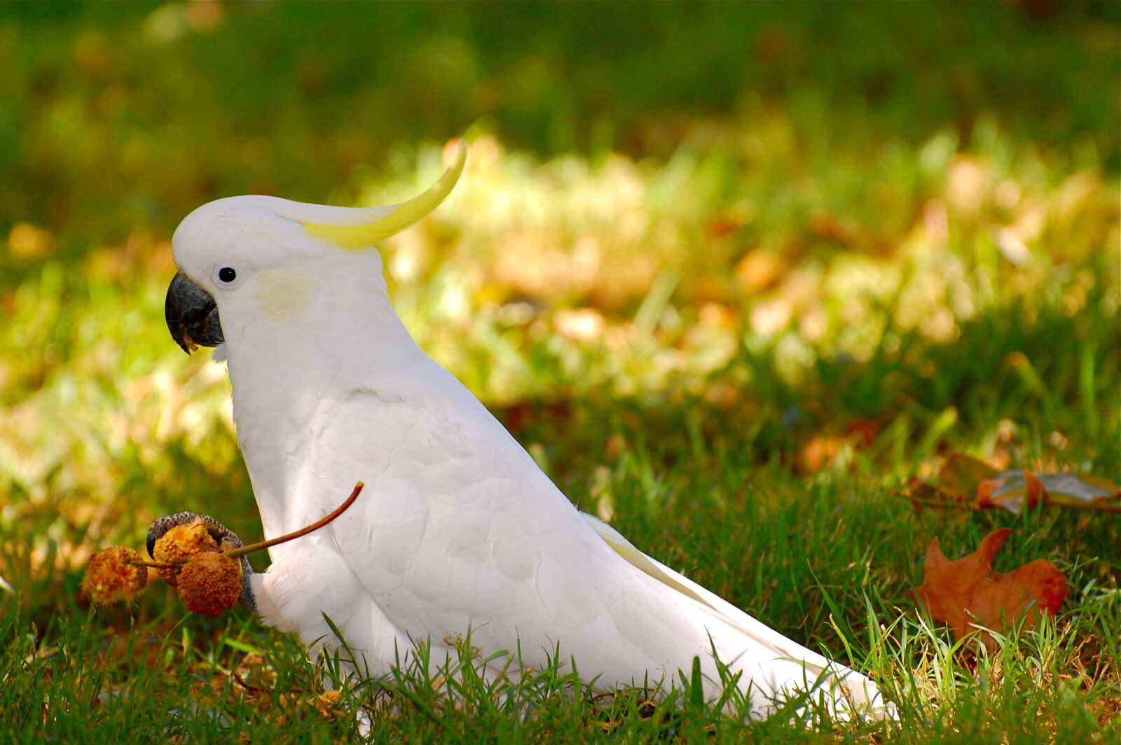 Cockatoo Wallpapers (54 images) - WallpaperCat