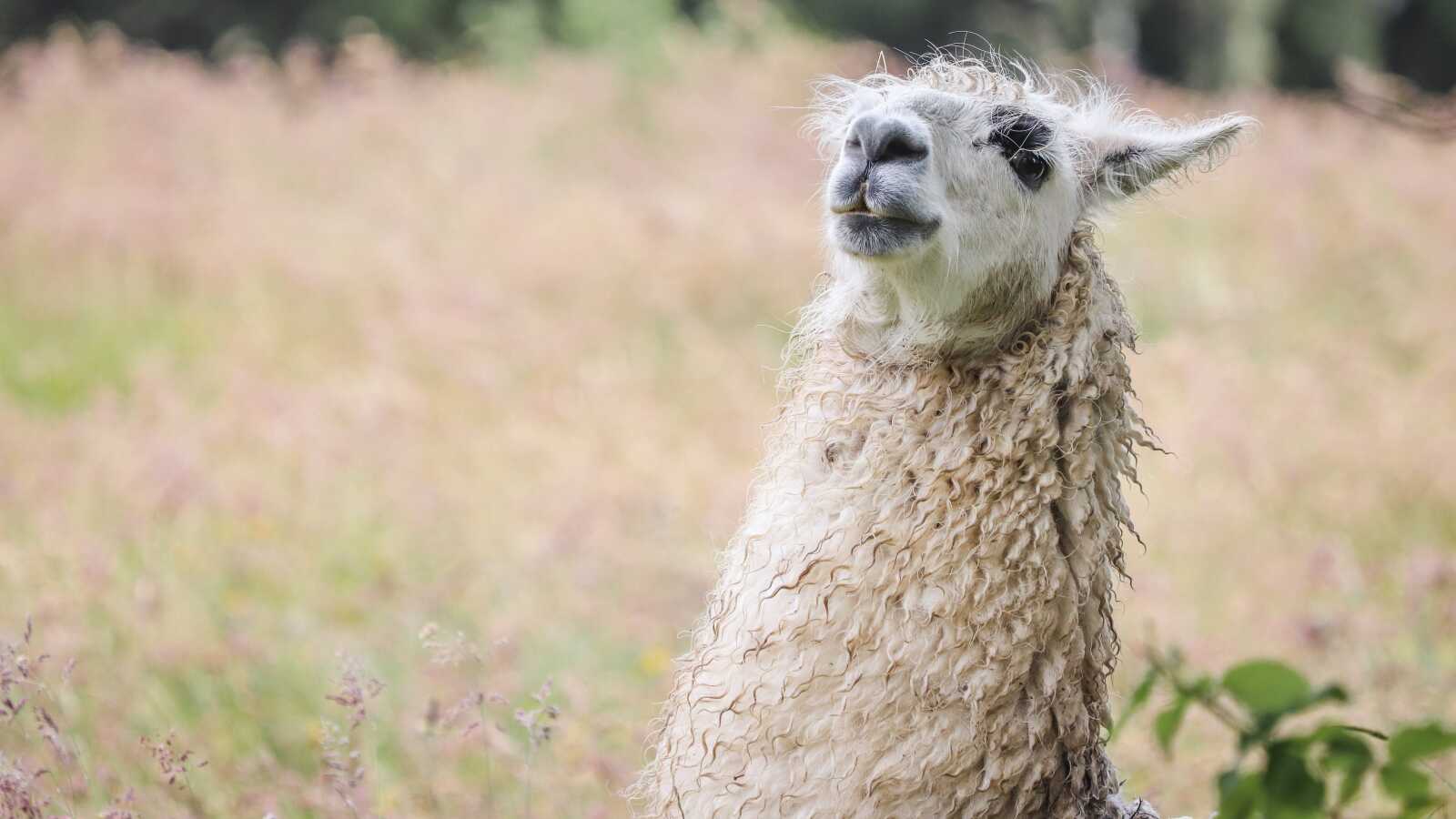 Alpaca Wallpapers (42 images) - WallpaperCat