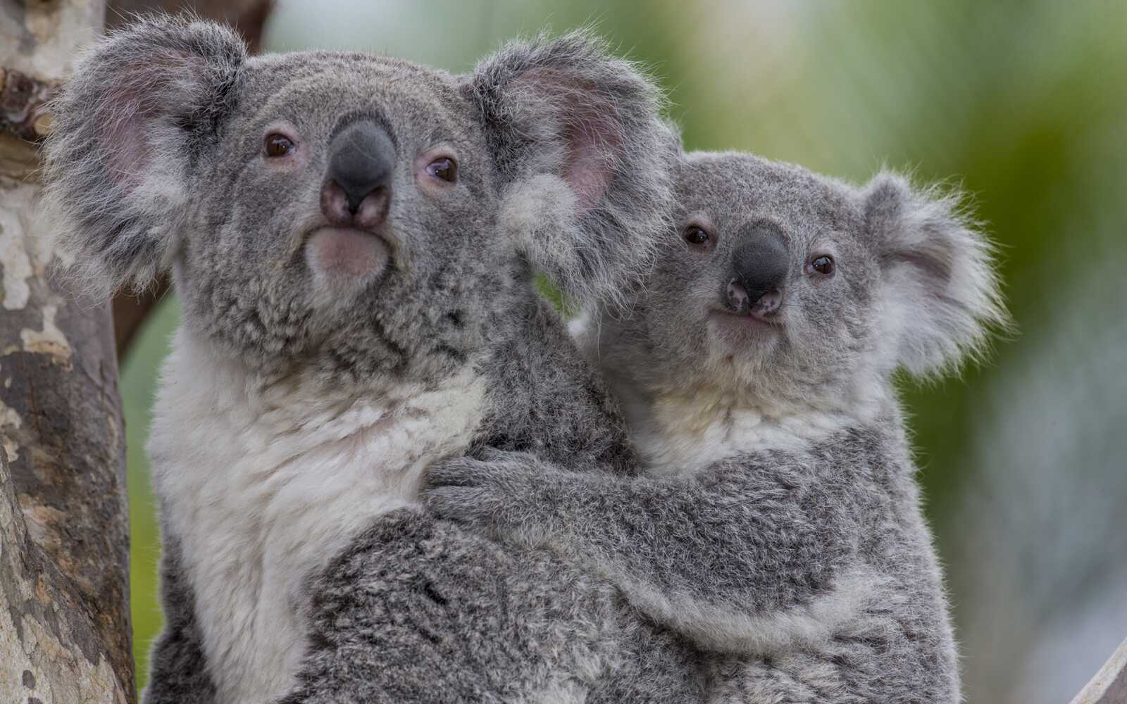 Koala Wallpapers (86 images) - WallpaperCat