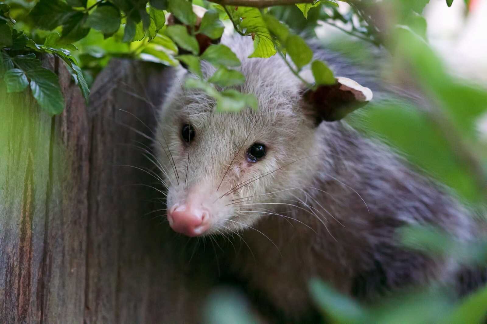 Opossum Wallpapers (38 images) - WallpaperCat