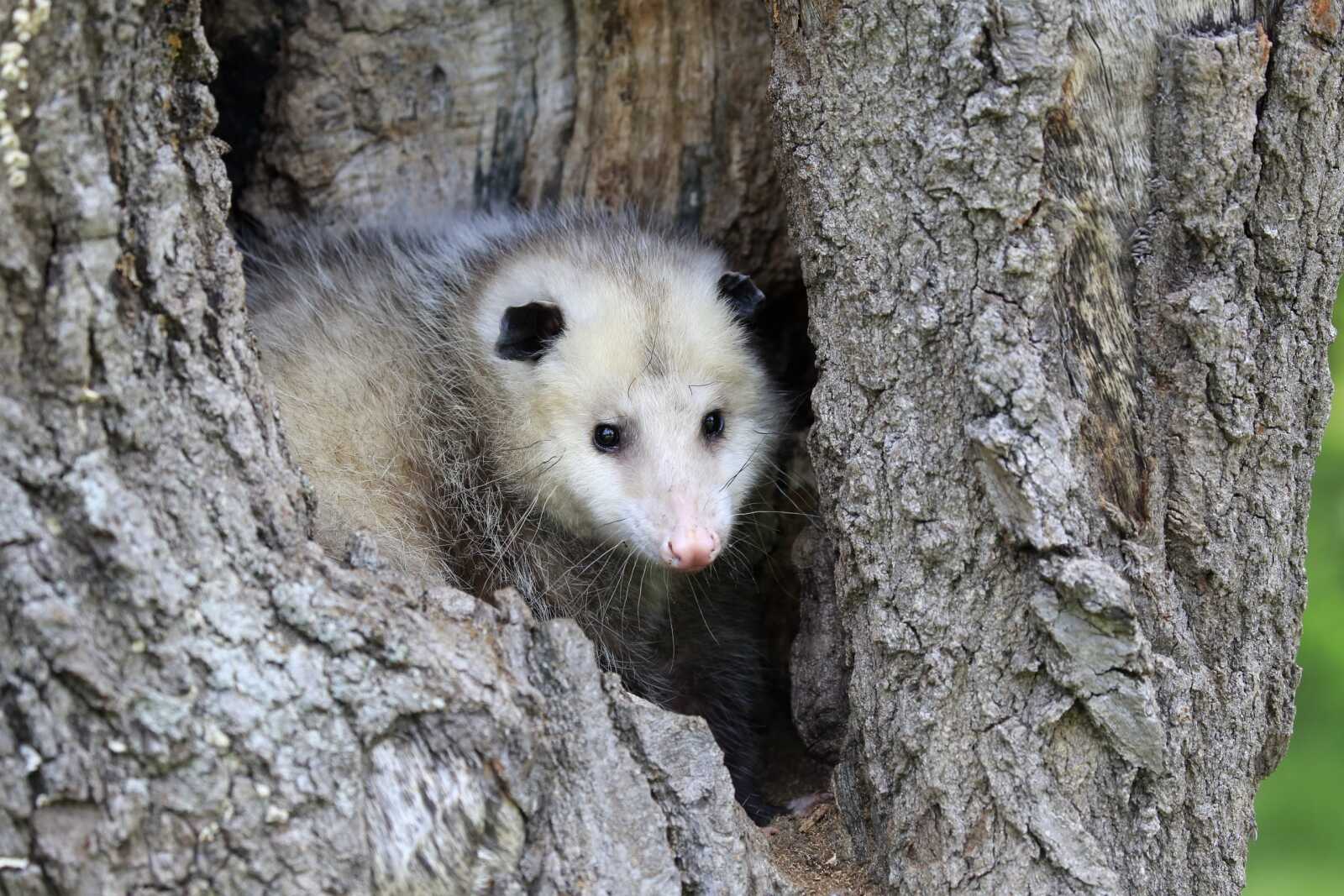 Opossum Wallpapers (38 images) - WallpaperCat