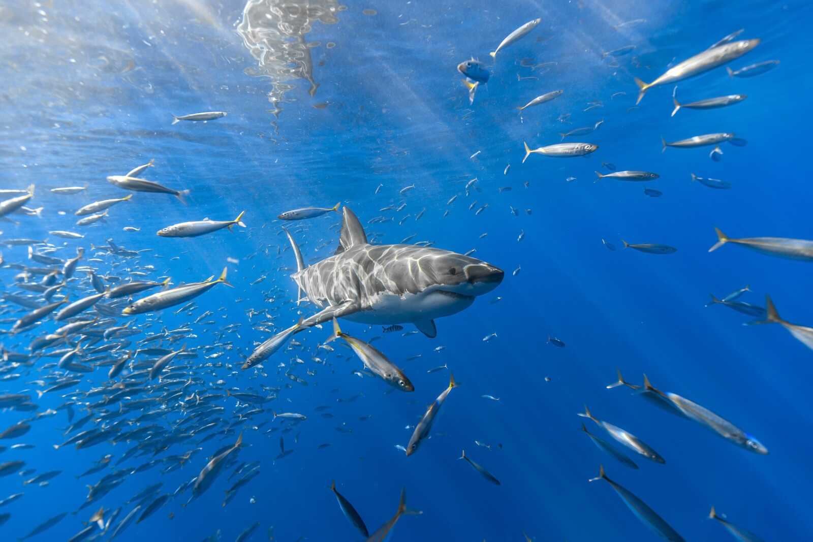 Shark Wallpapers (31 images) - WallpaperCat