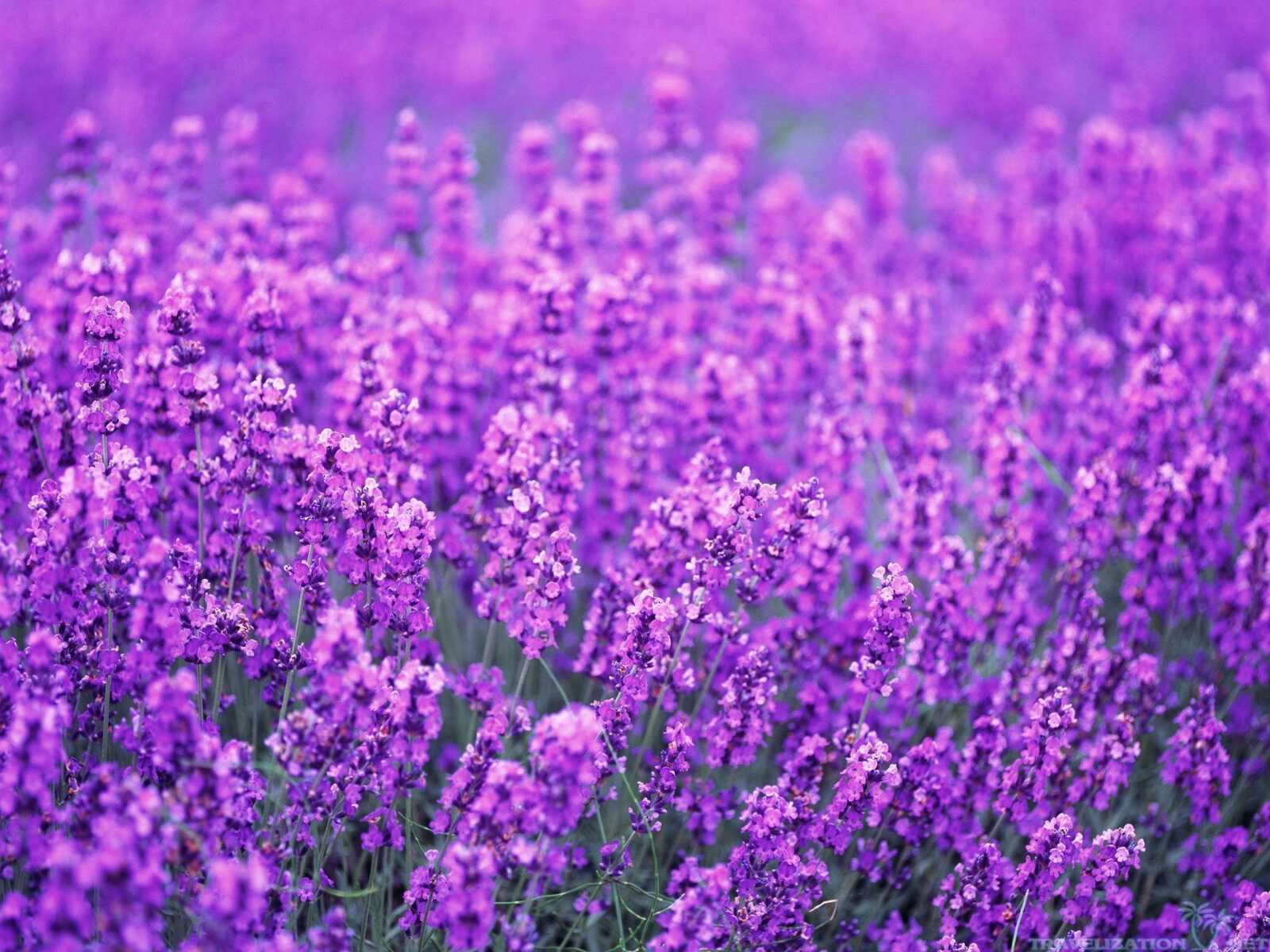 Lavender Wallpapers (97 images) - WallpaperCat