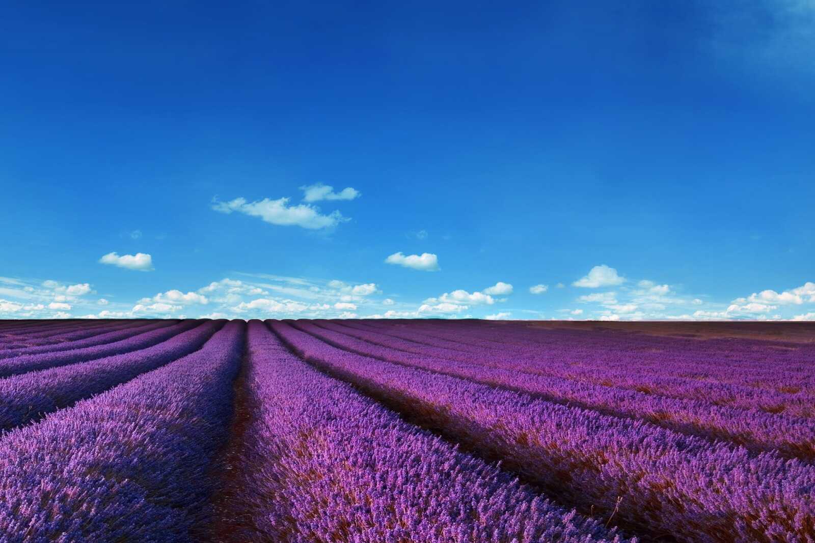 Lavender Wallpapers (97 images) - WallpaperCat