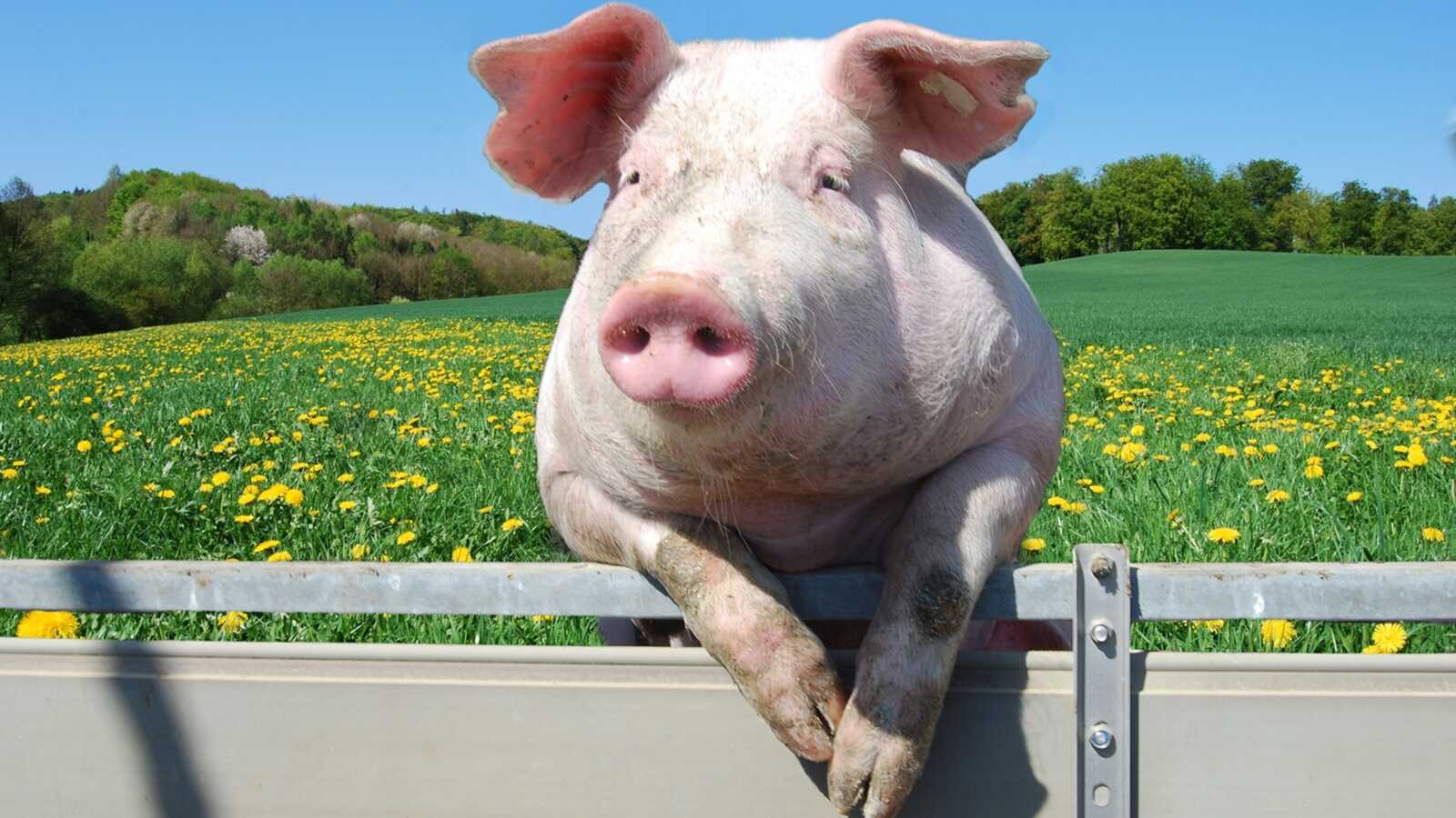 Pig Wallpapers (45 images) - WallpaperCat