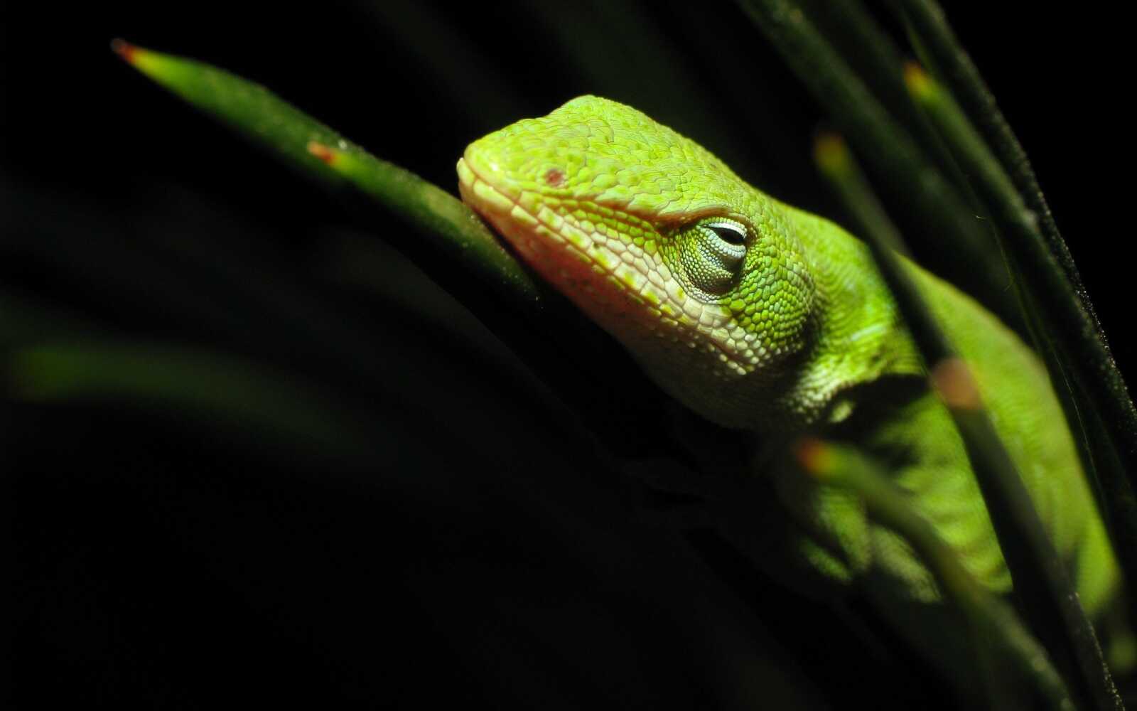 Lizard Wallpapers (56 images) - WallpaperCat