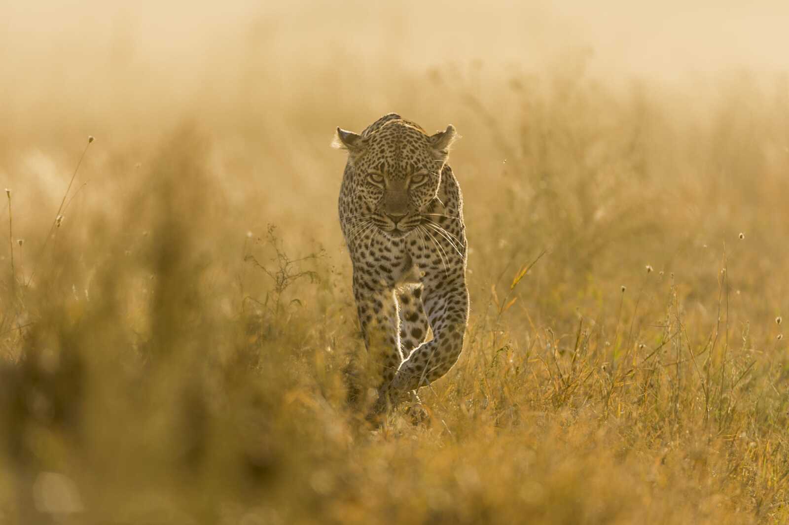 Leopard Wallpapers (44 images) - WallpaperCat