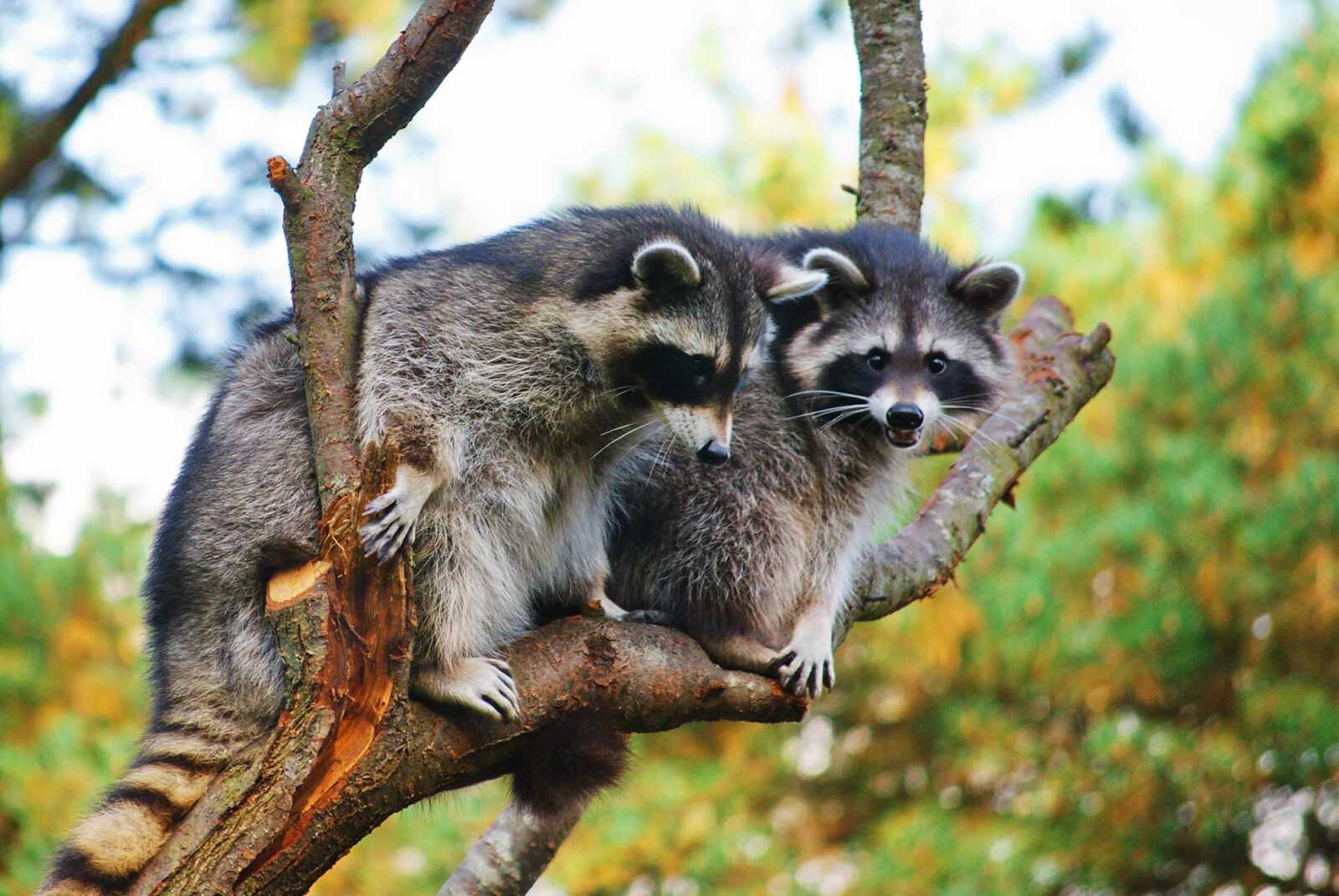 Raccoon Wallpapers (53 images) - WallpaperCat