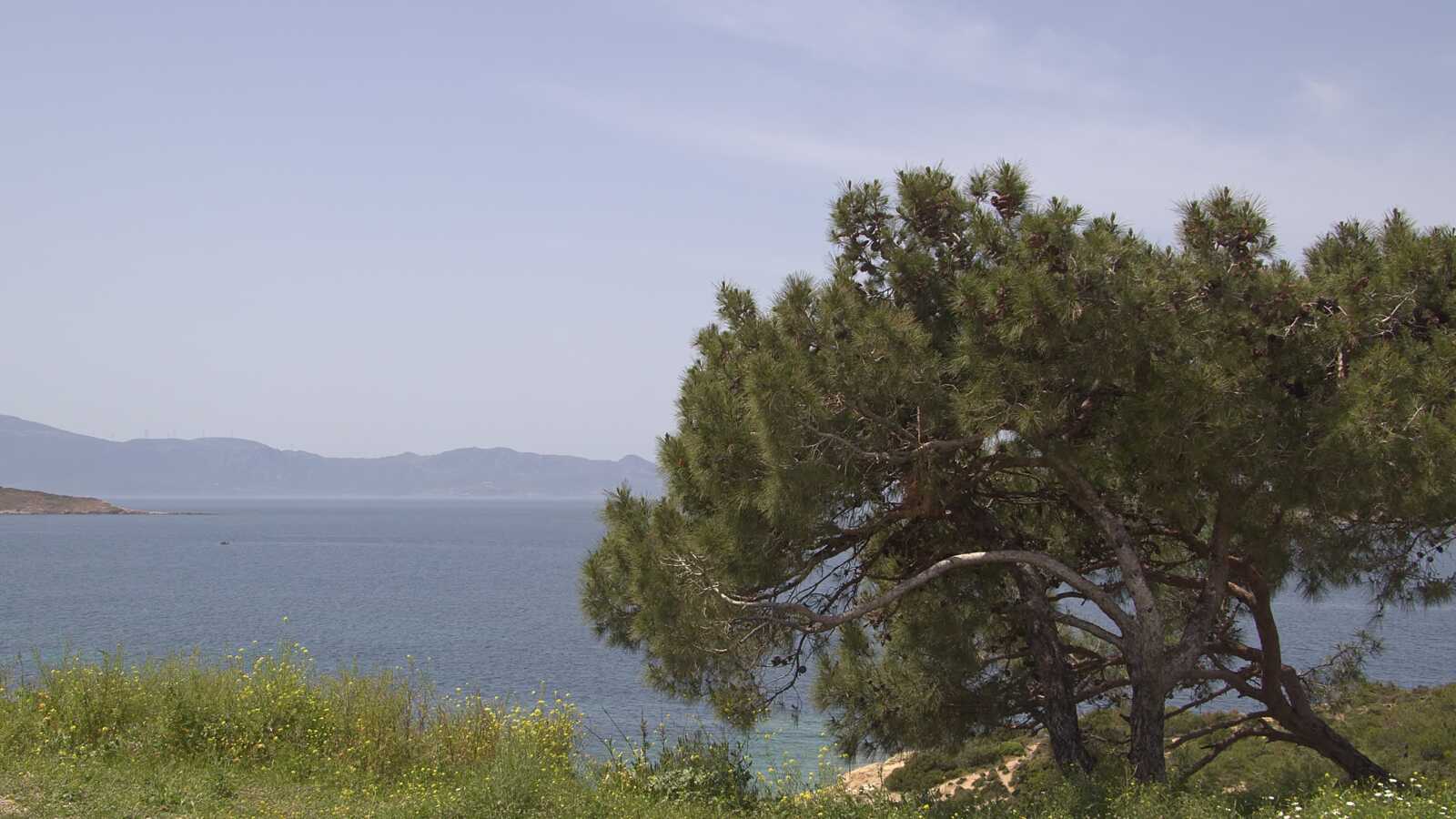 Pine Tree Wallpapers (80 images) - WallpaperCat