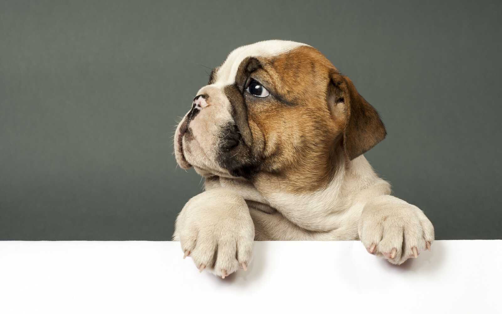 Bulldog Wallpapers (42 images) - WallpaperCat