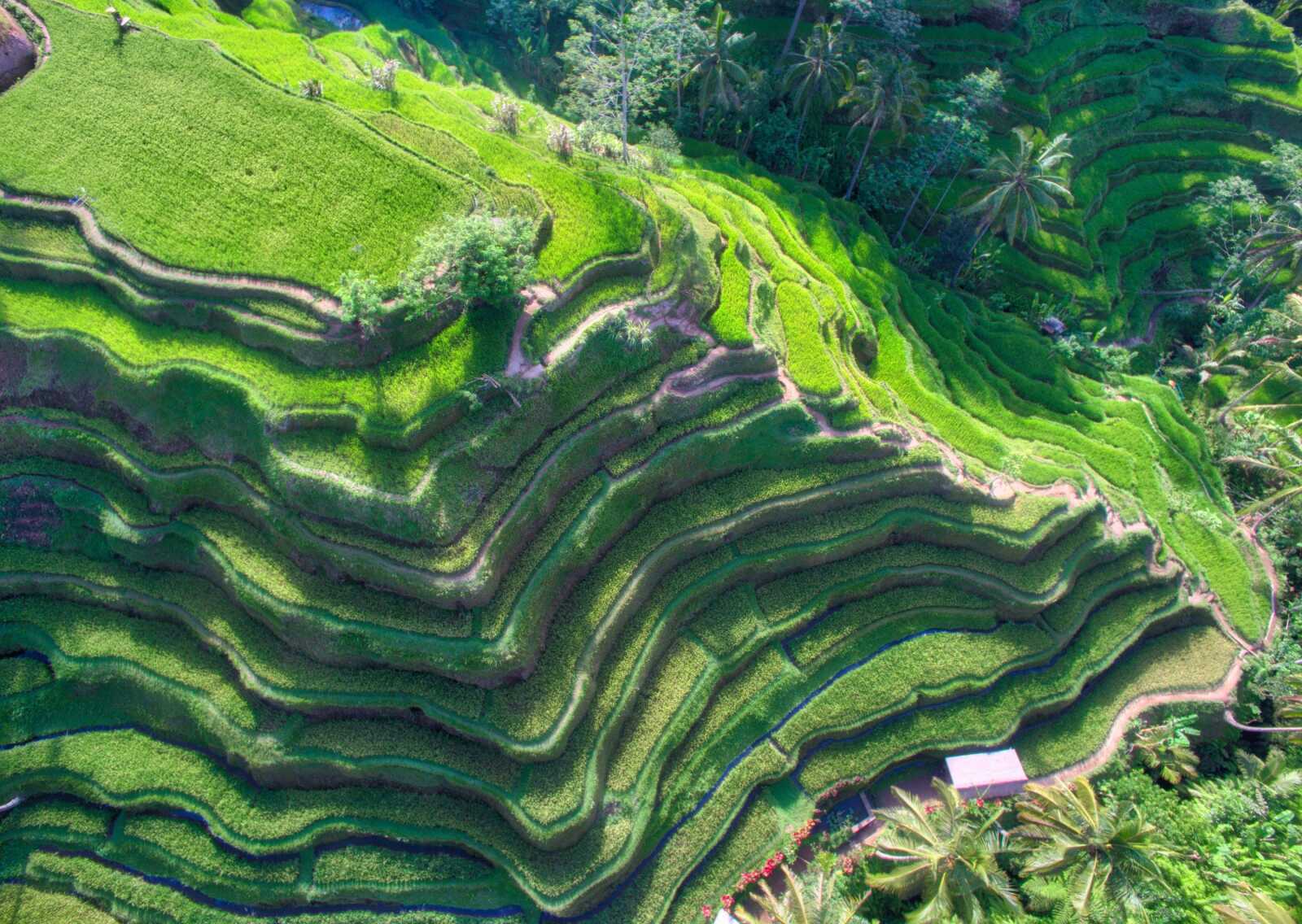 Bali Wallpapers (108 images) - WallpaperCat