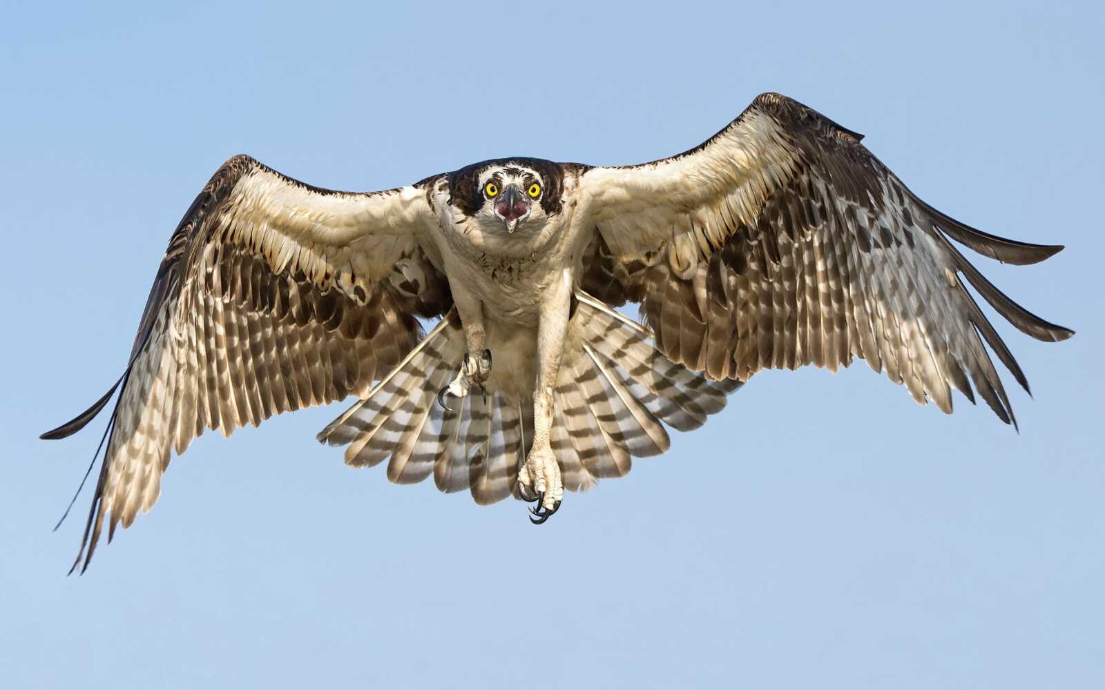Hawk Wallpapers (46 images) - WallpaperCat